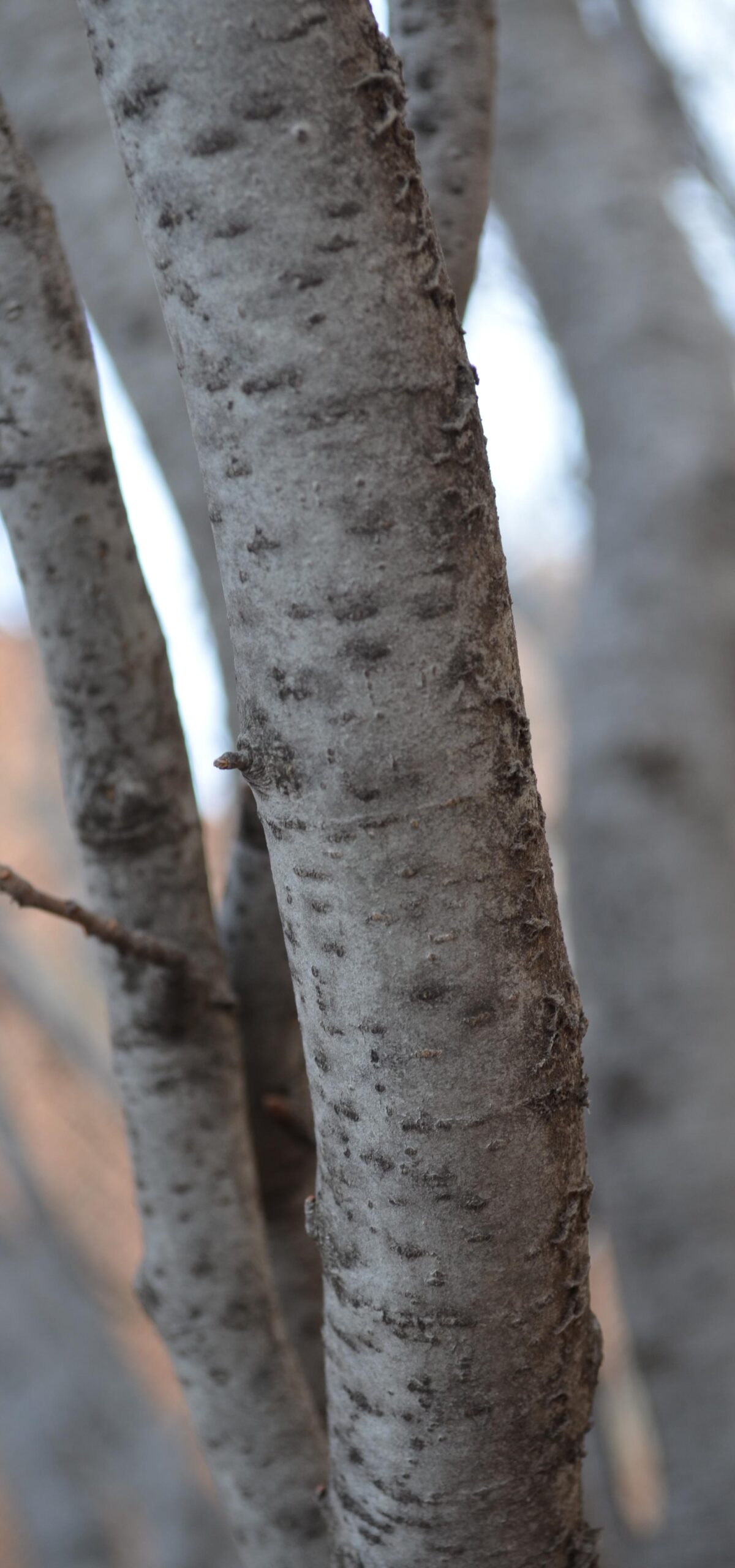 Fagus sylvatica ‘Dawyck’ – Purdue Arboretum Explorer