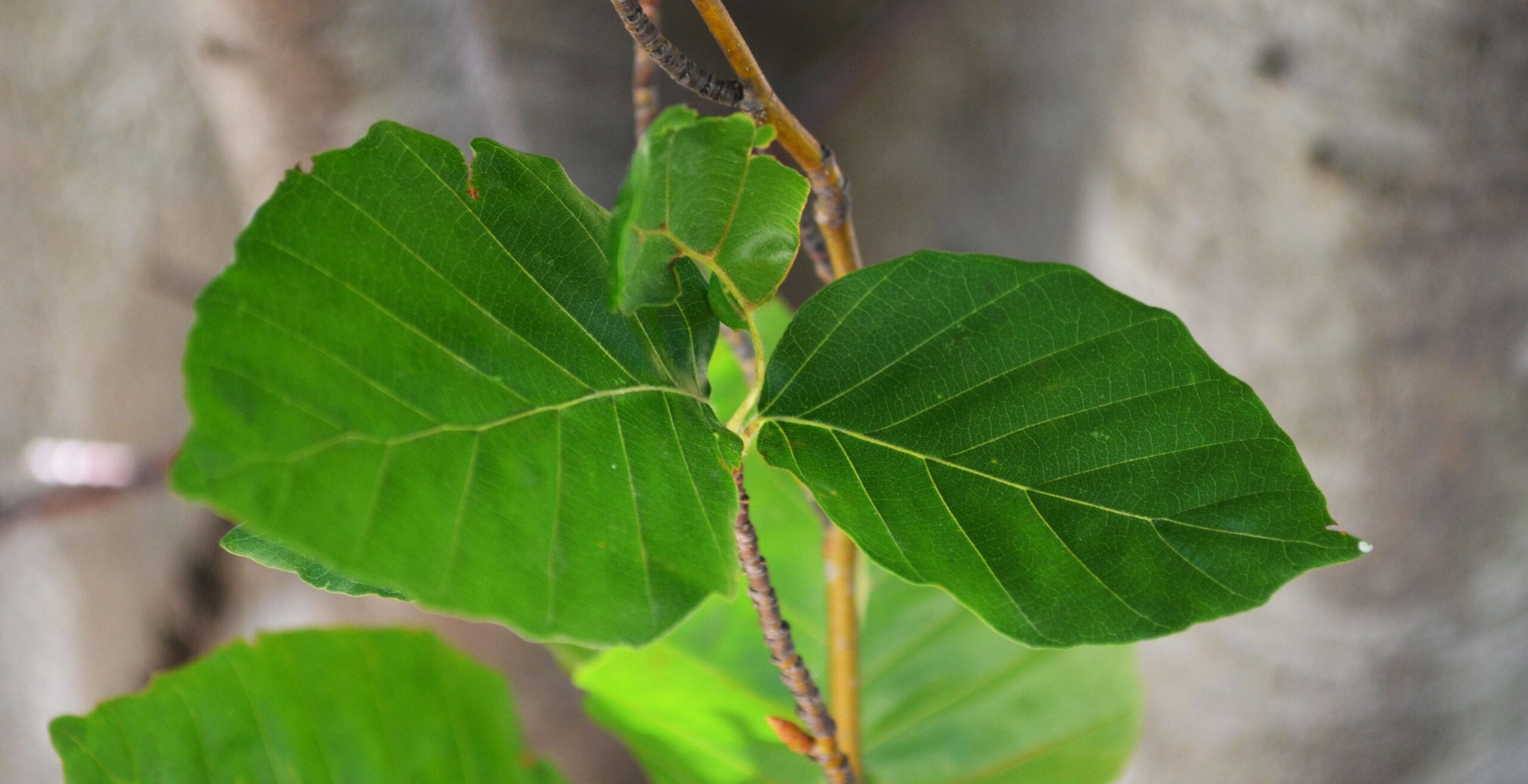Fagus sylvatica ‘Dawyck’ – Purdue Arboretum Explorer