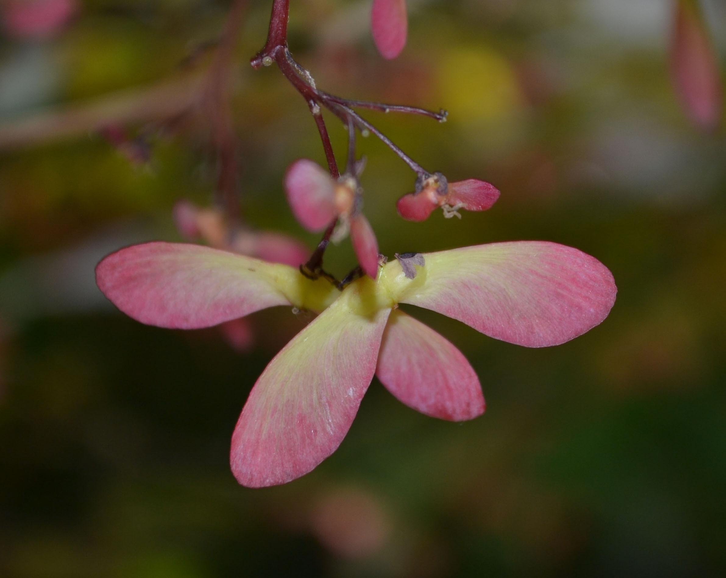Acer palmatum – Purdue Arboretum Explorer