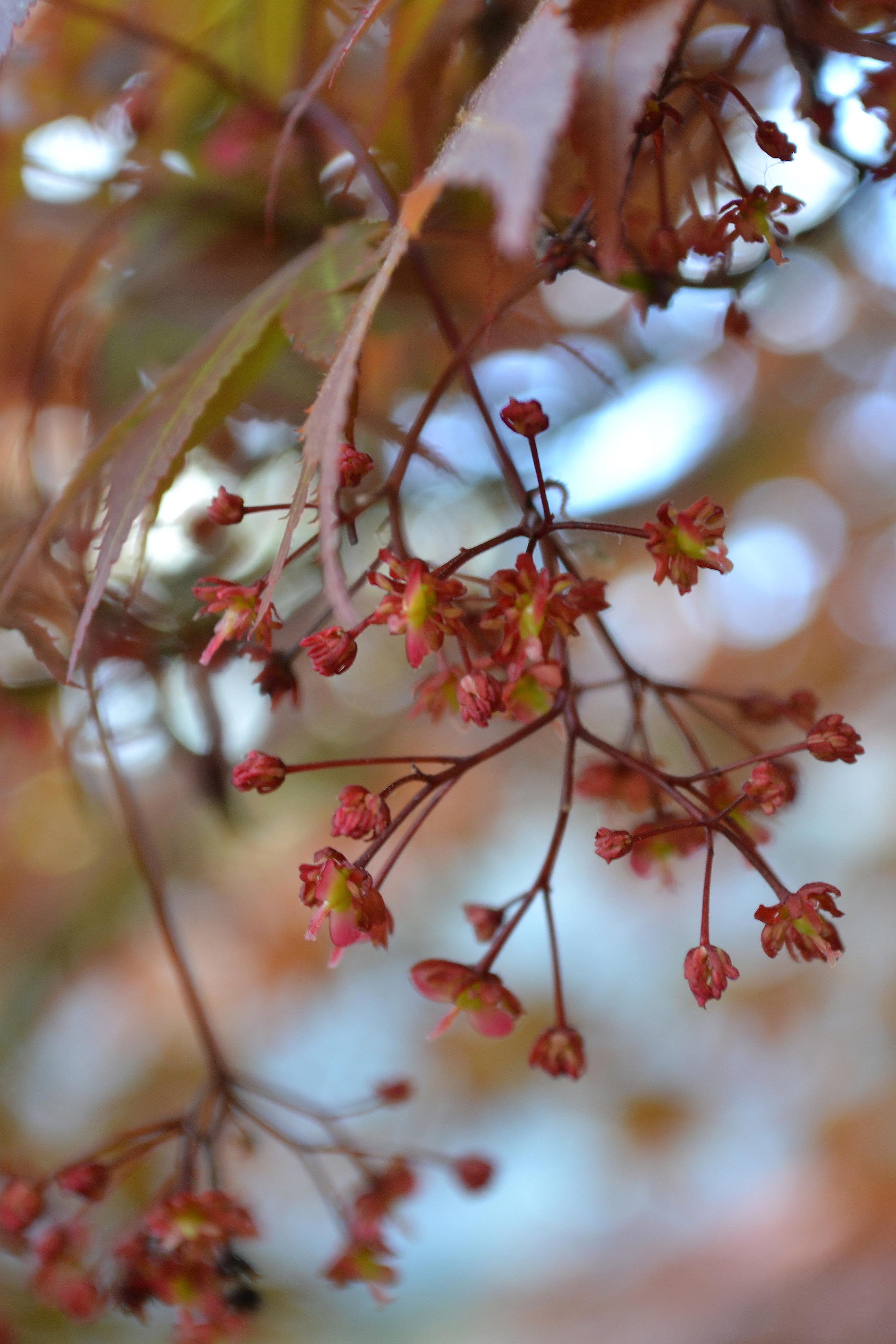Acer palmatum – Purdue Arboretum Explorer