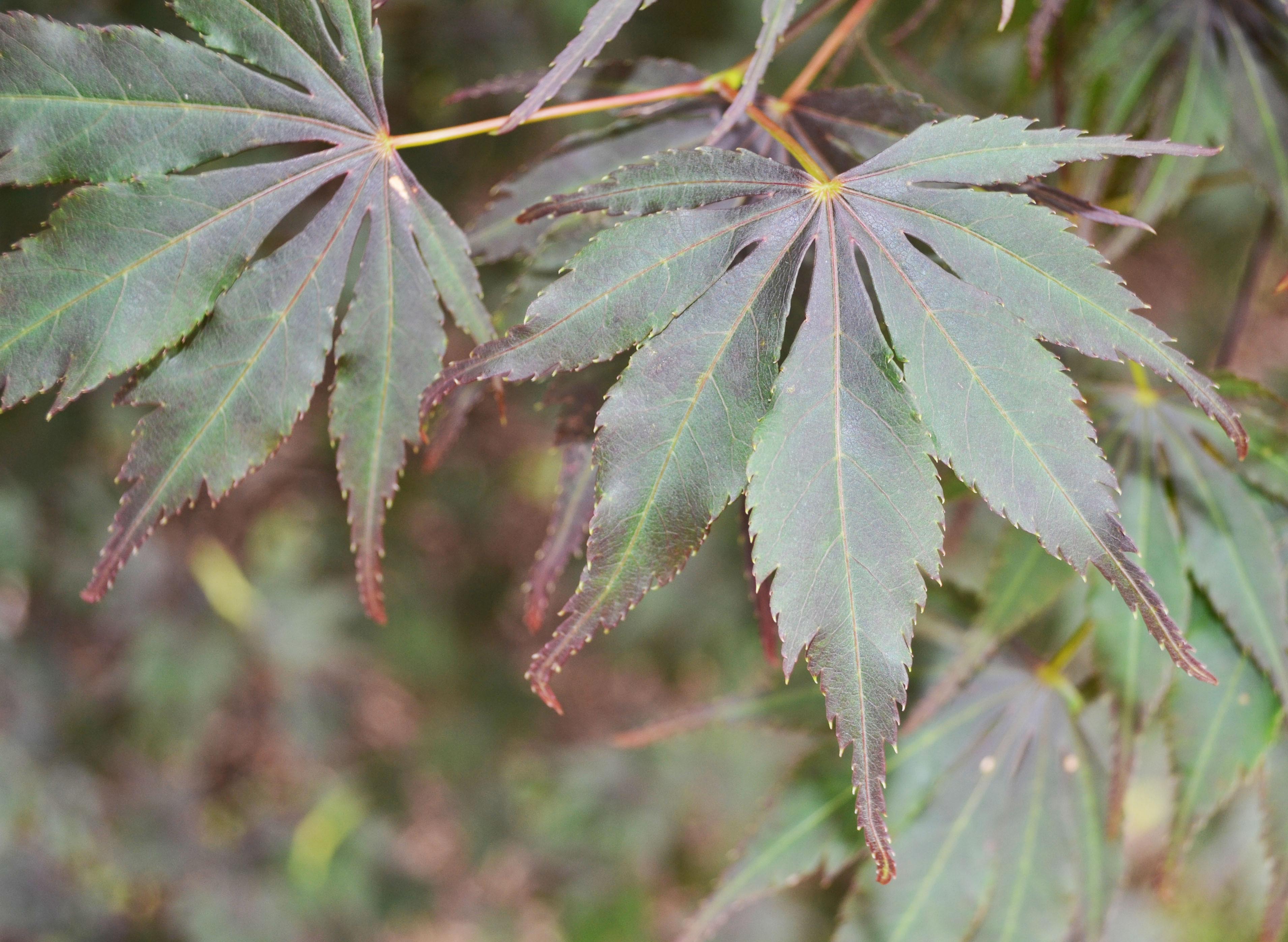 Acer palmatum – Purdue Arboretum Explorer