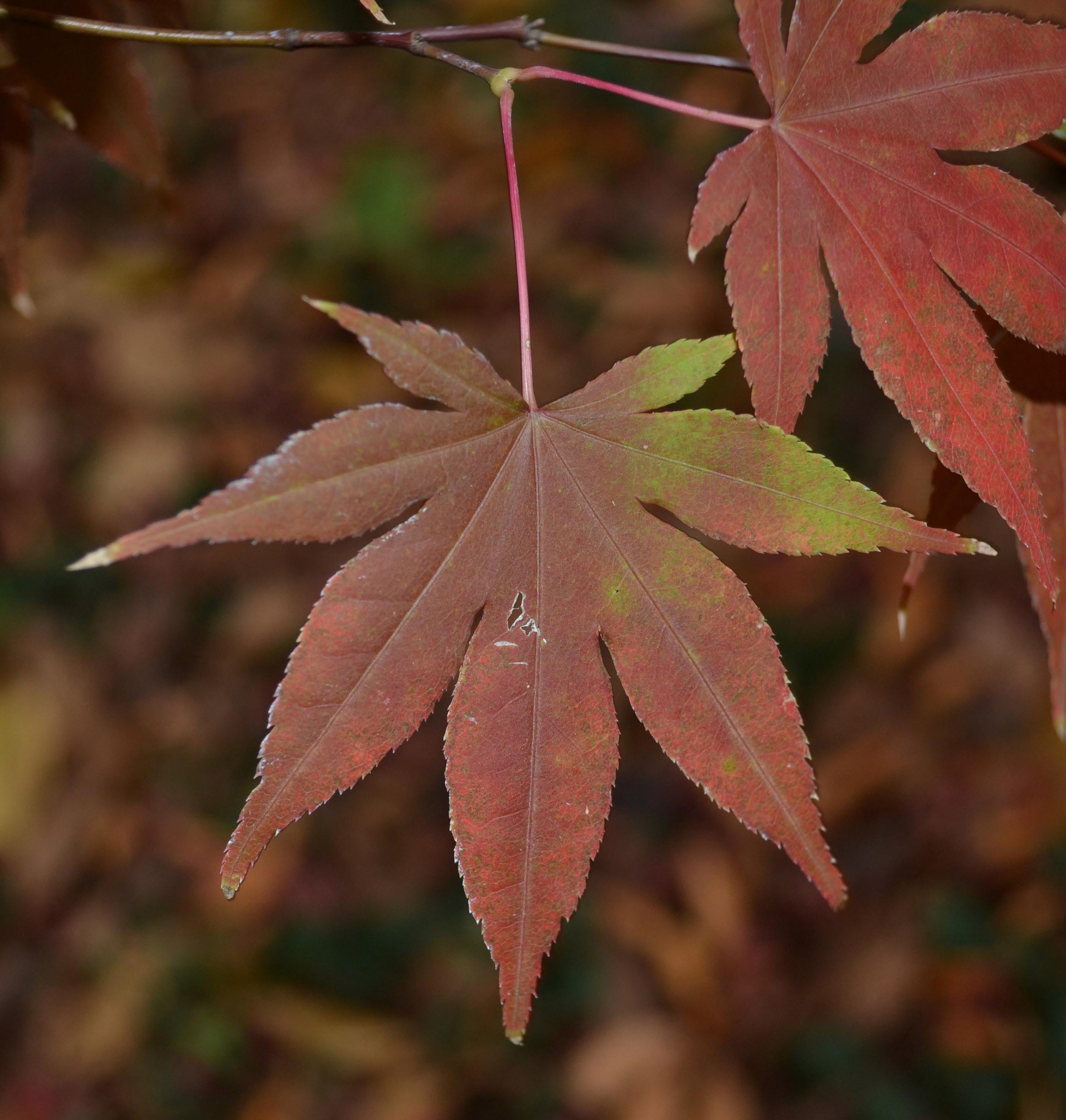 Acer palmatum – Purdue Arboretum Explorer