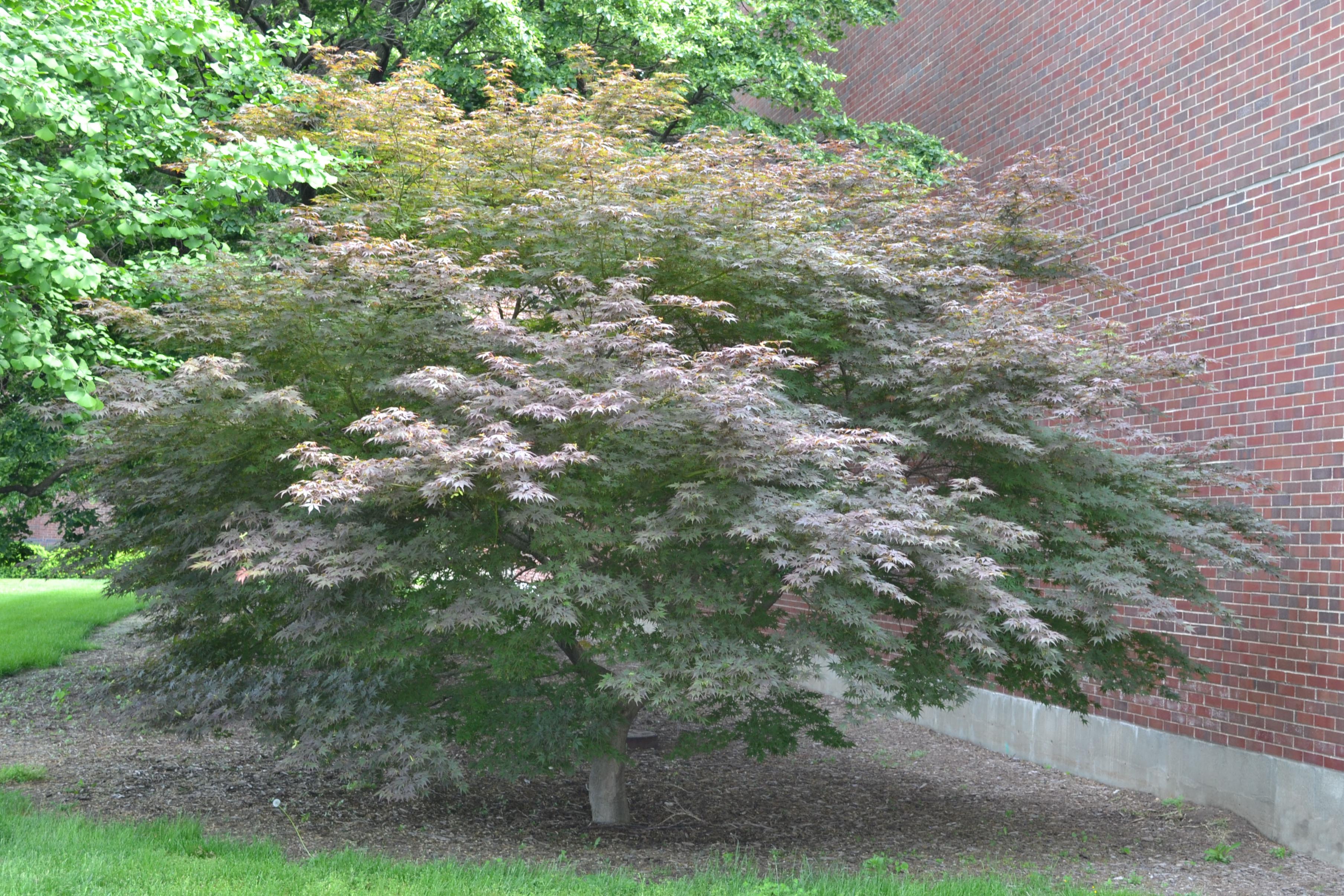 Acer palmatum – Purdue Arboretum Explorer