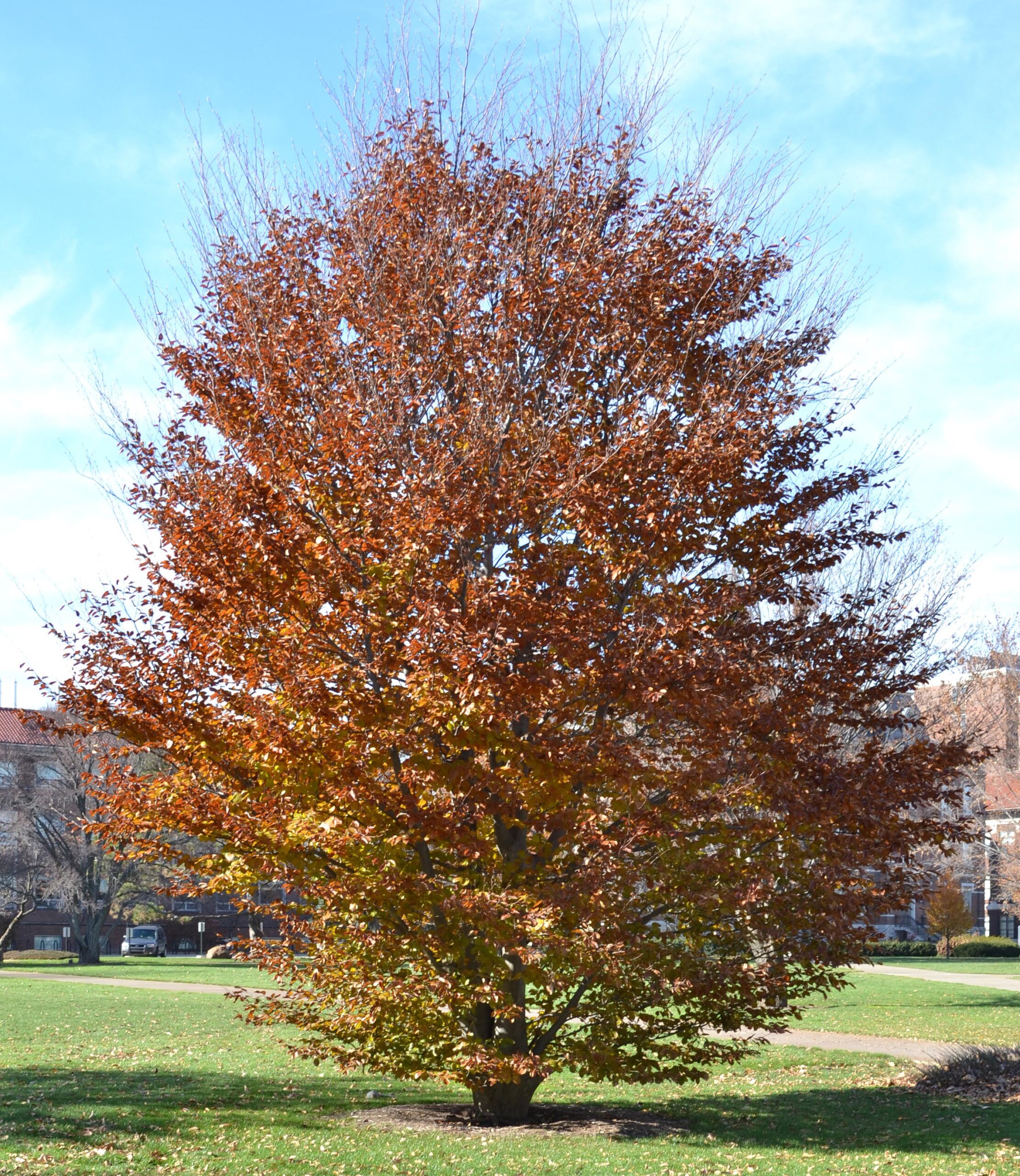 Fagus sylvatica ‘Riversii’ – Purdue Arboretum Explorer