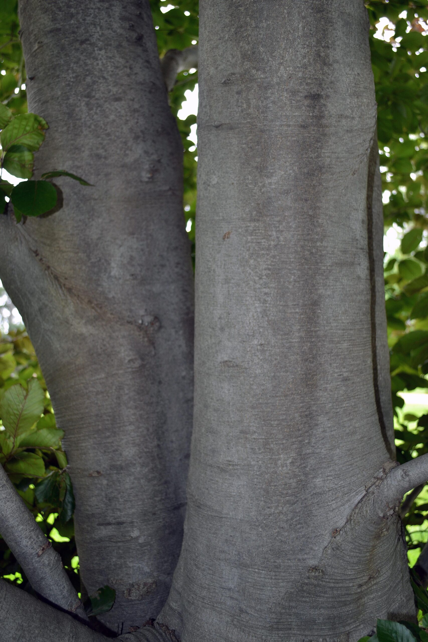 Fagus sylvatica ‘Riversii’ – Purdue Arboretum Explorer
