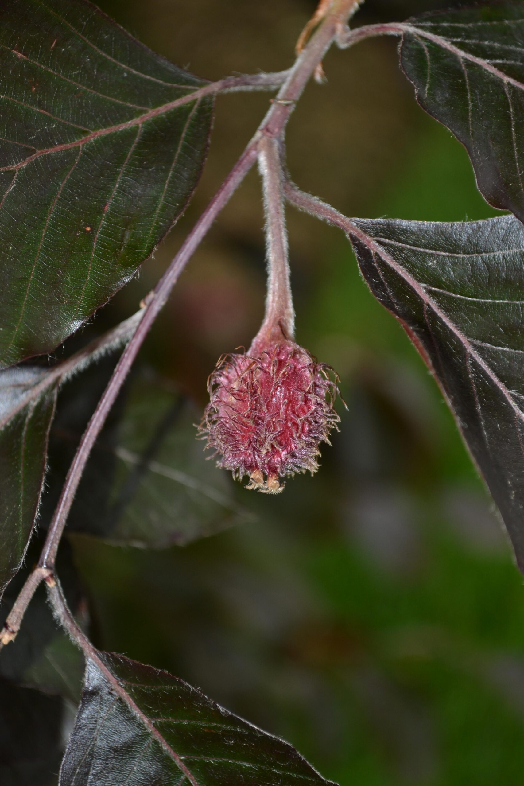 Fagus sylvatica ‘Riversii’ – Purdue Arboretum Explorer