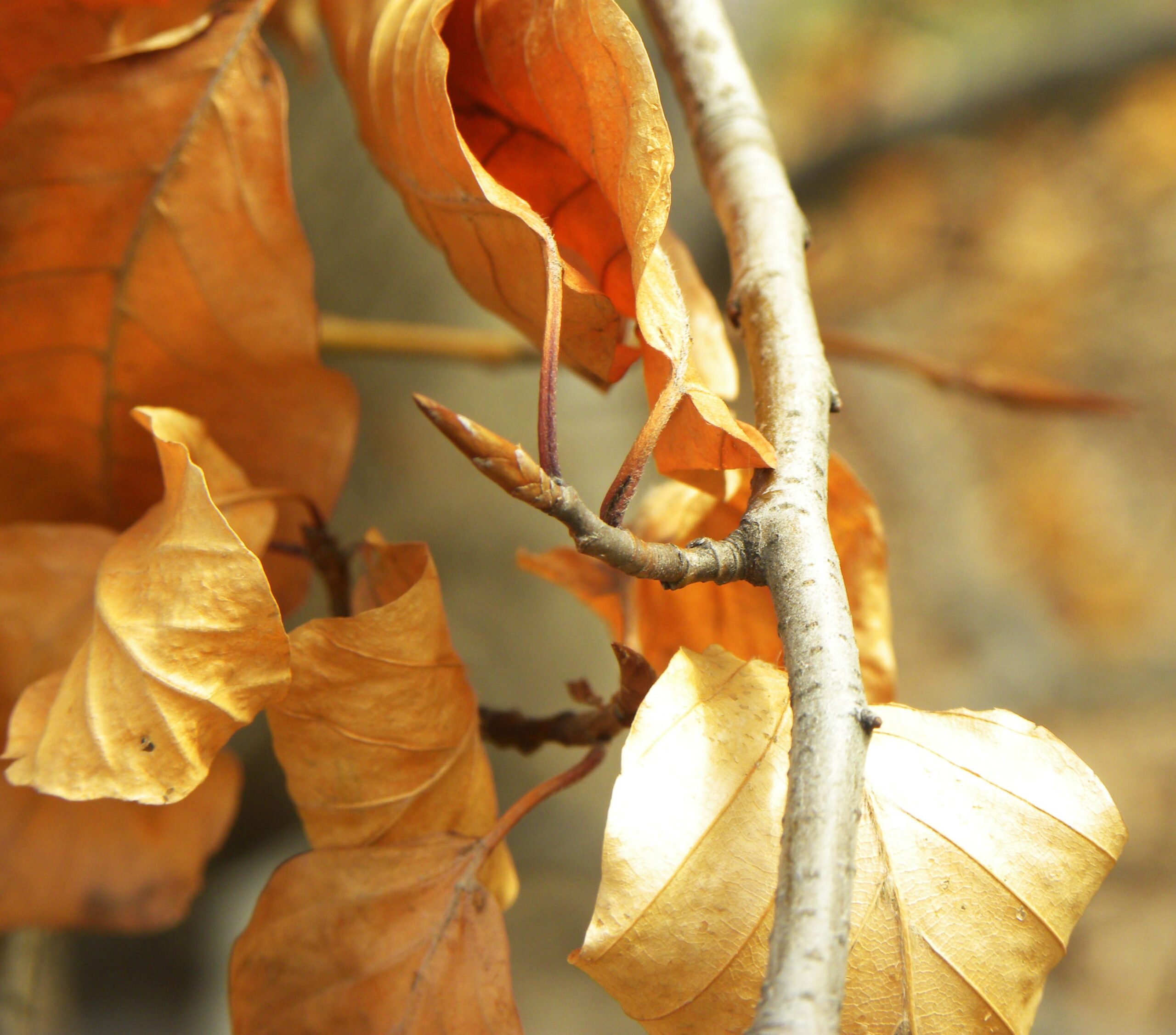Fagus sylvatica ‘Riversii’ – Purdue Arboretum Explorer