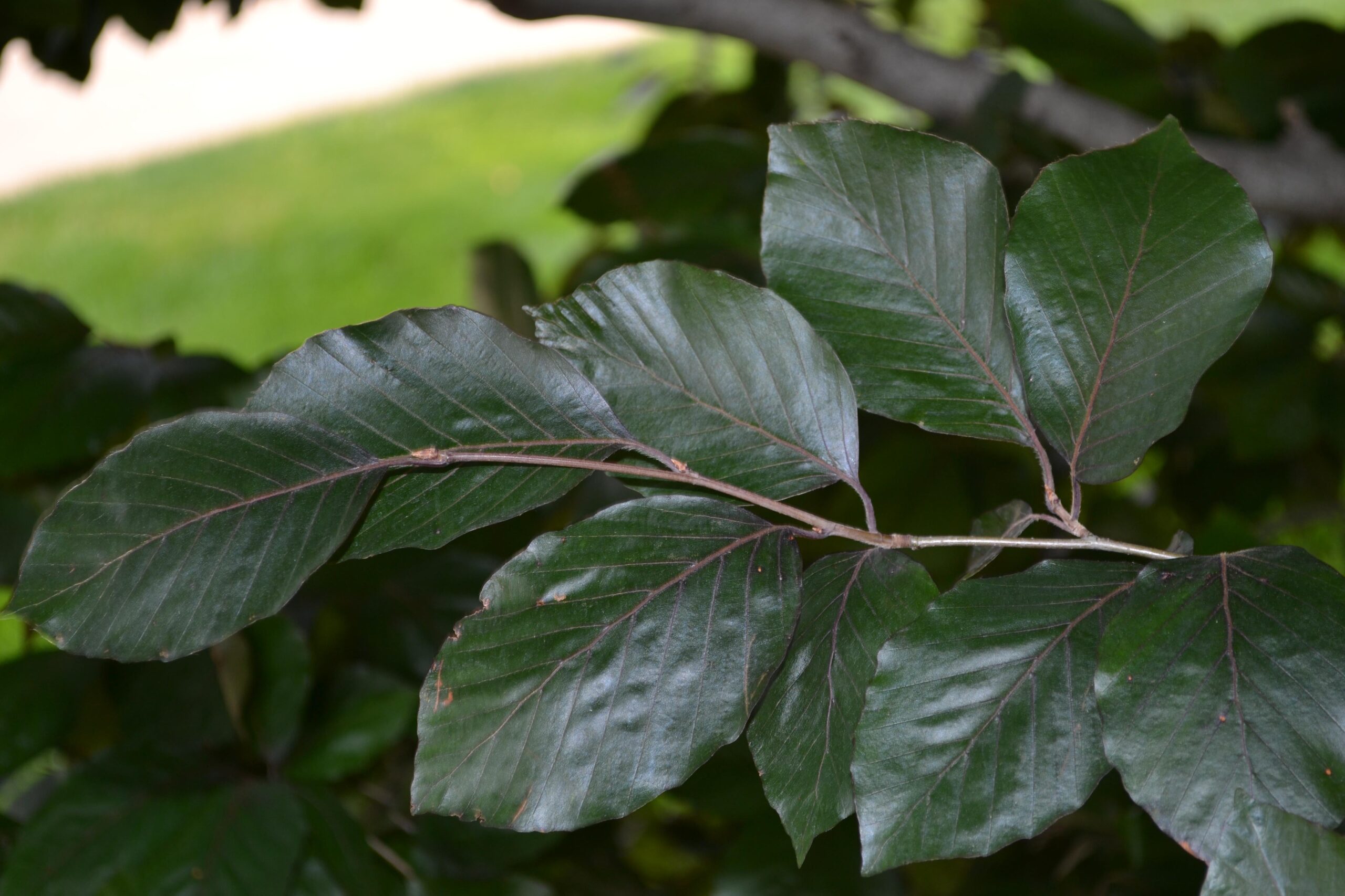 Fagus sylvatica ‘Riversii’ – Purdue Arboretum Explorer