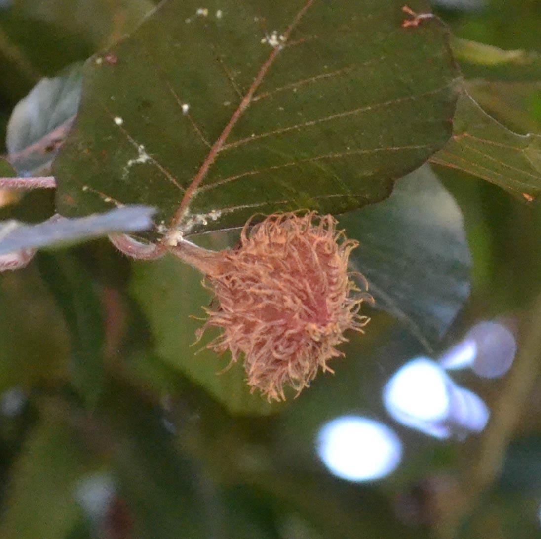 Fagus sylvatica ‘Purpurea’ – Purdue Arboretum Explorer