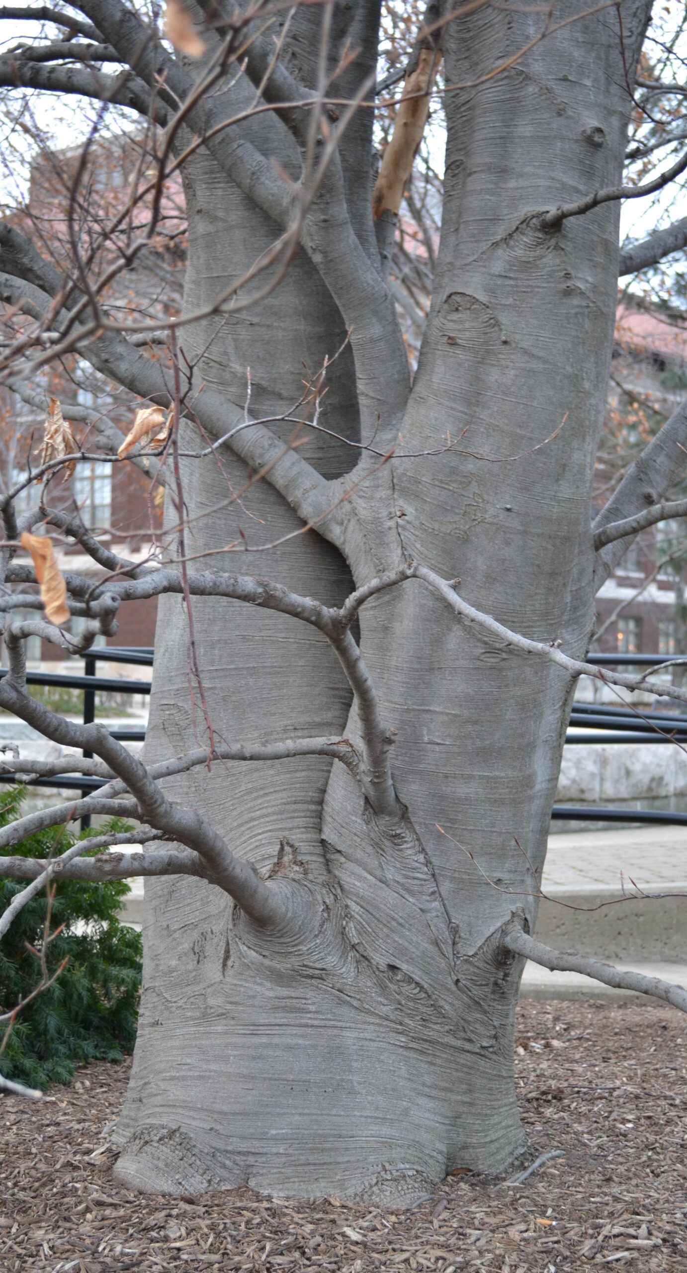 Fagus sylvatica ‘Purpurea’ – Purdue Arboretum Explorer
