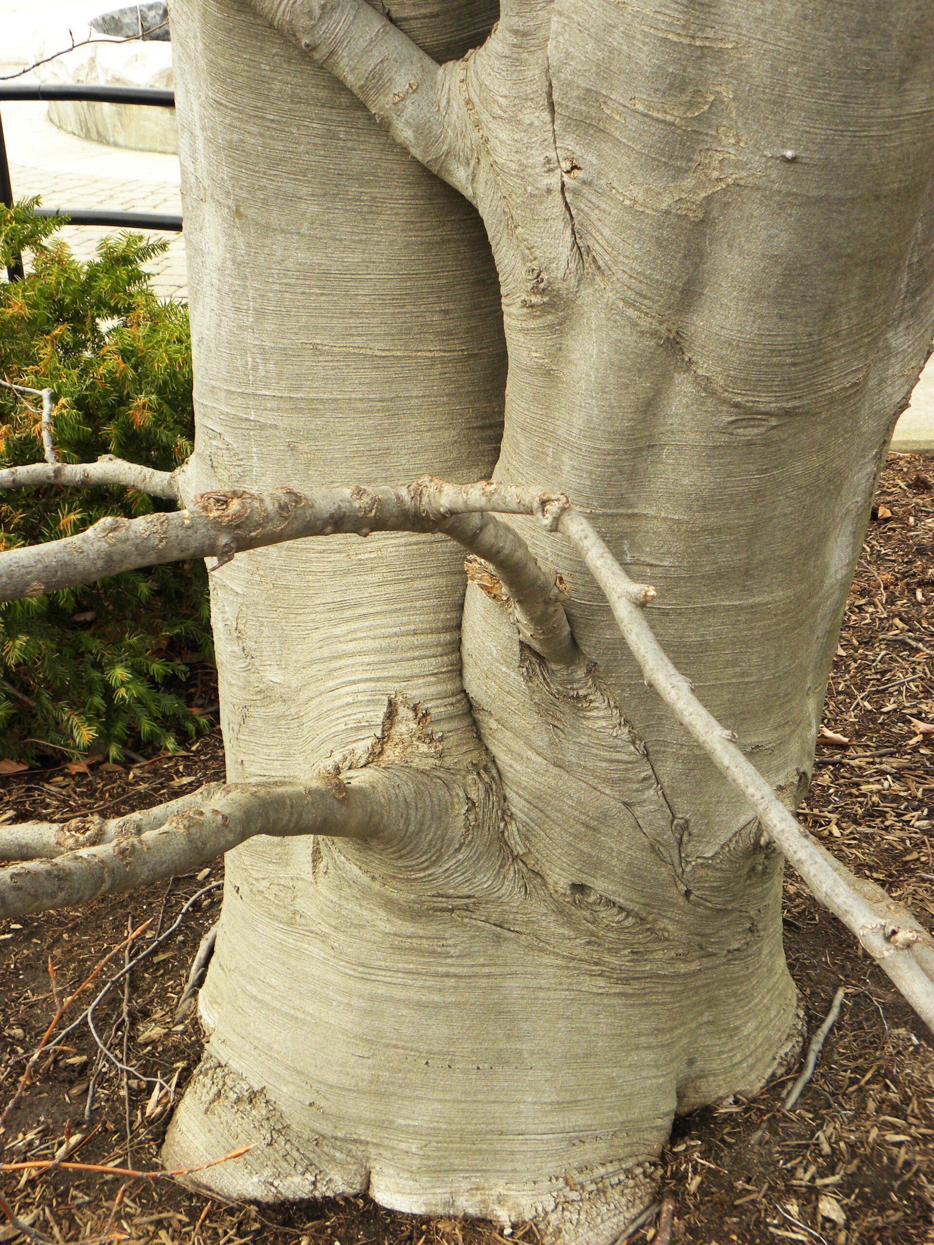 Fagus sylvatica ‘Purpurea’ – Purdue Arboretum Explorer