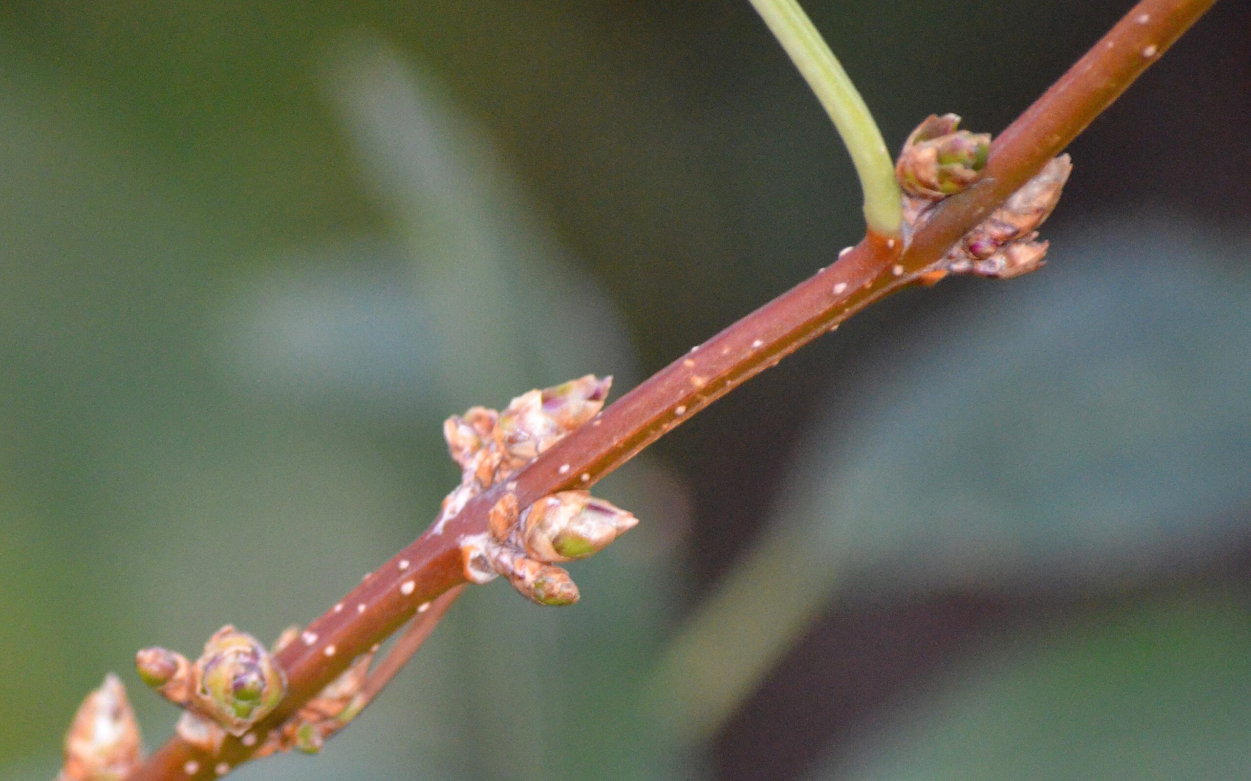 Forsythia × intermedia – Purdue Arboretum Explorer