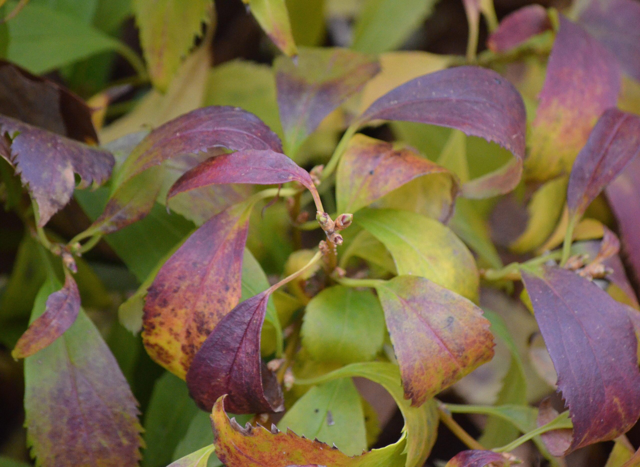 Forsythia × intermedia – Purdue Arboretum Explorer
