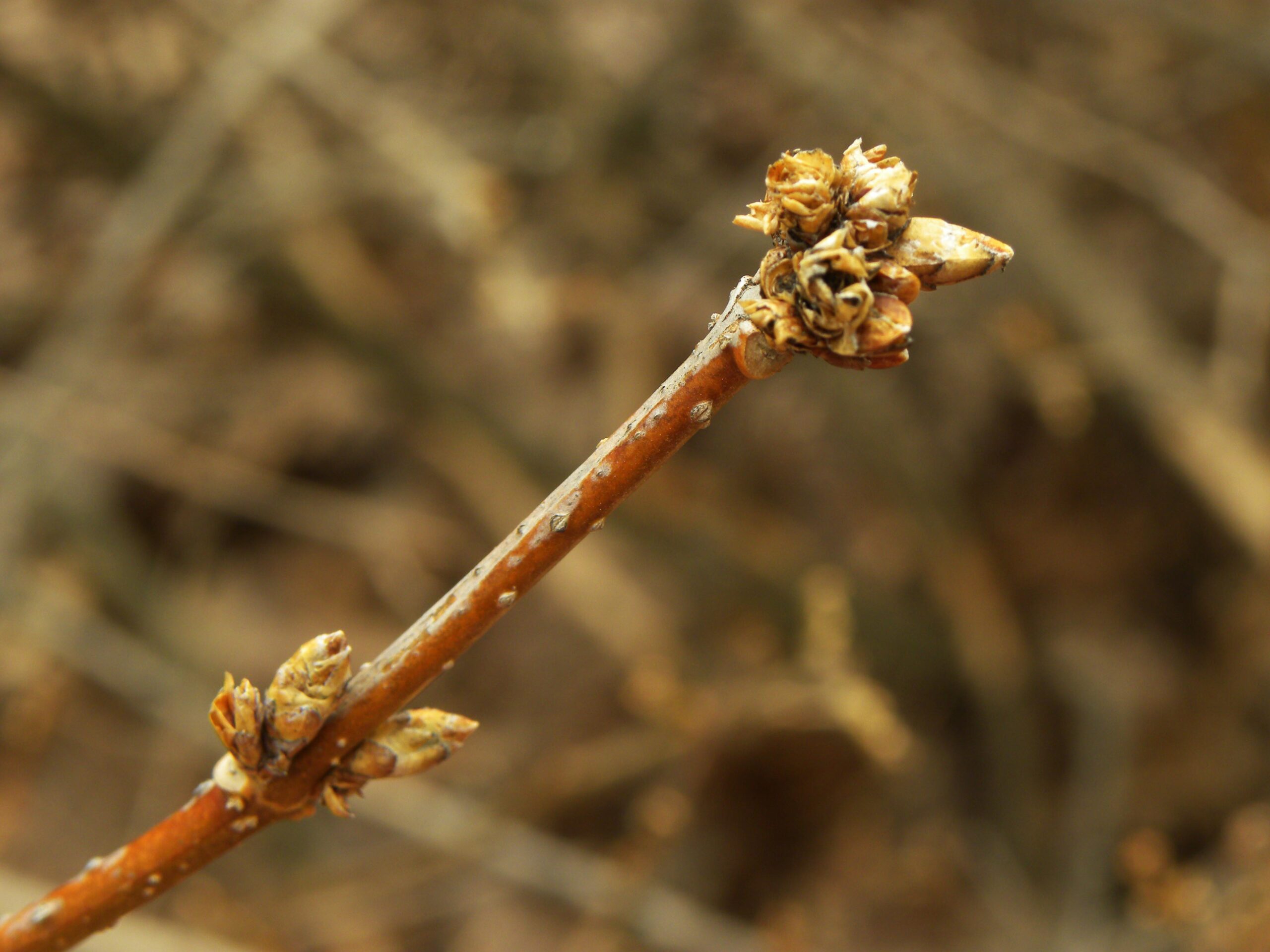 Forsythia × intermedia – Purdue Arboretum Explorer