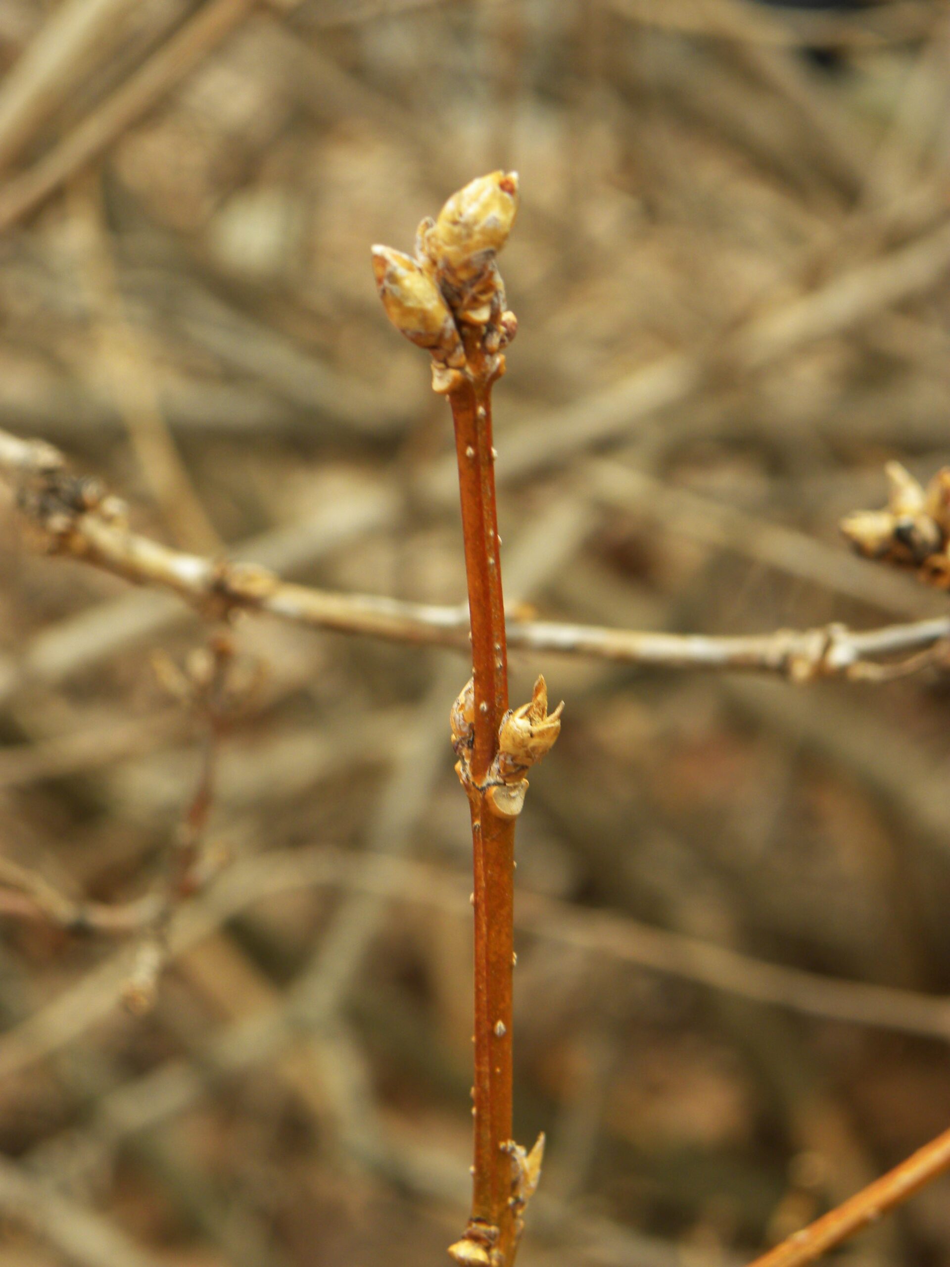 Forsythia × intermedia – Purdue Arboretum Explorer