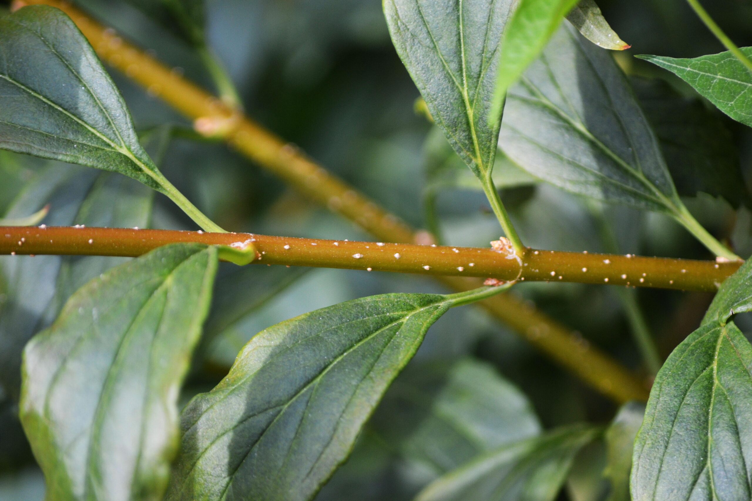 Forsythia × intermedia ‘Courtasol’ [sold as Gold Tide®] – Purdue ...