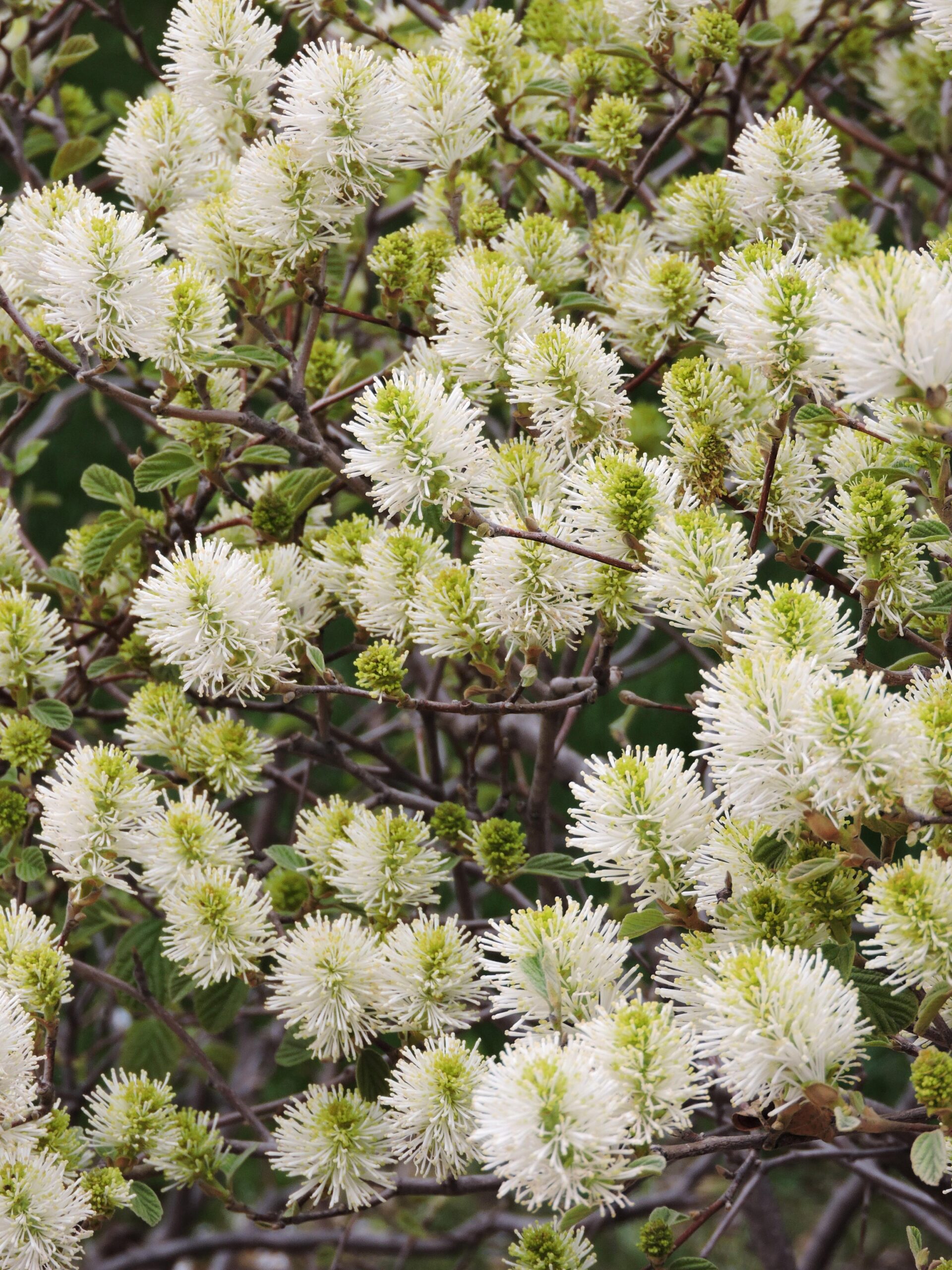 Fothergilla gardenii – Purdue Arboretum Explorer