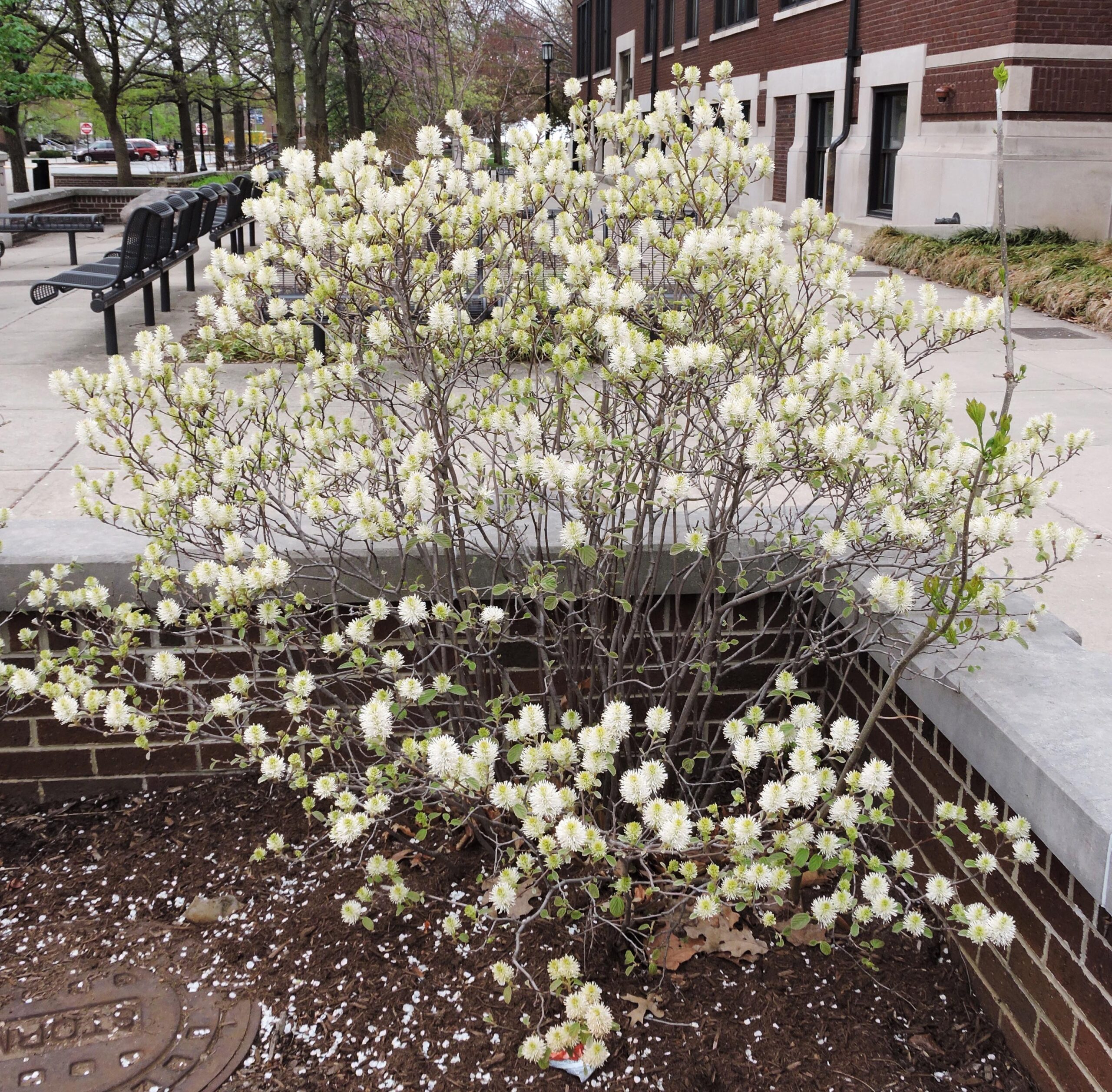 Fothergilla gardenii – Purdue Arboretum Explorer
