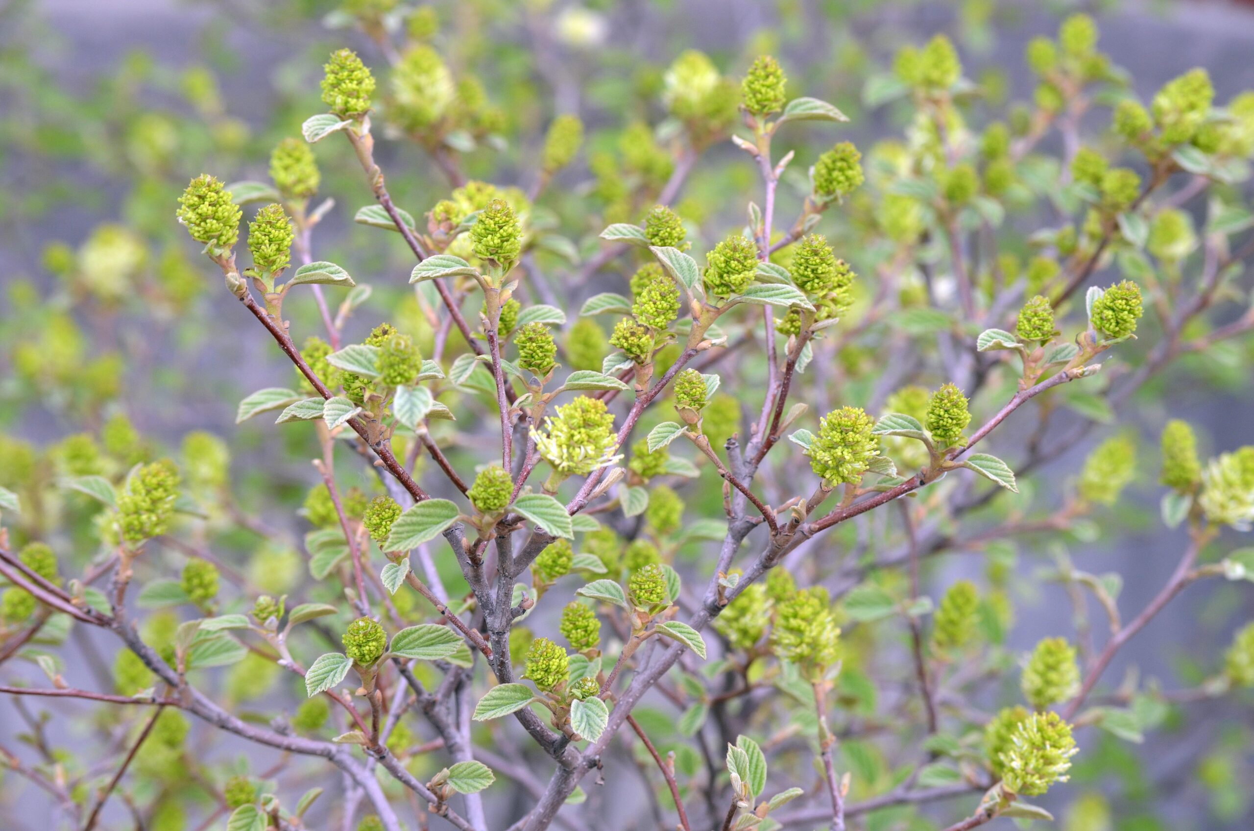 Fothergilla gardenii – Purdue Arboretum Explorer