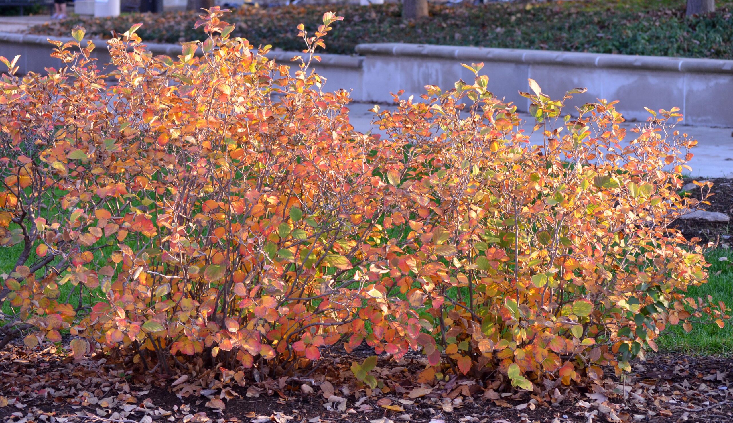 Fothergilla gardenii – Purdue Arboretum Explorer