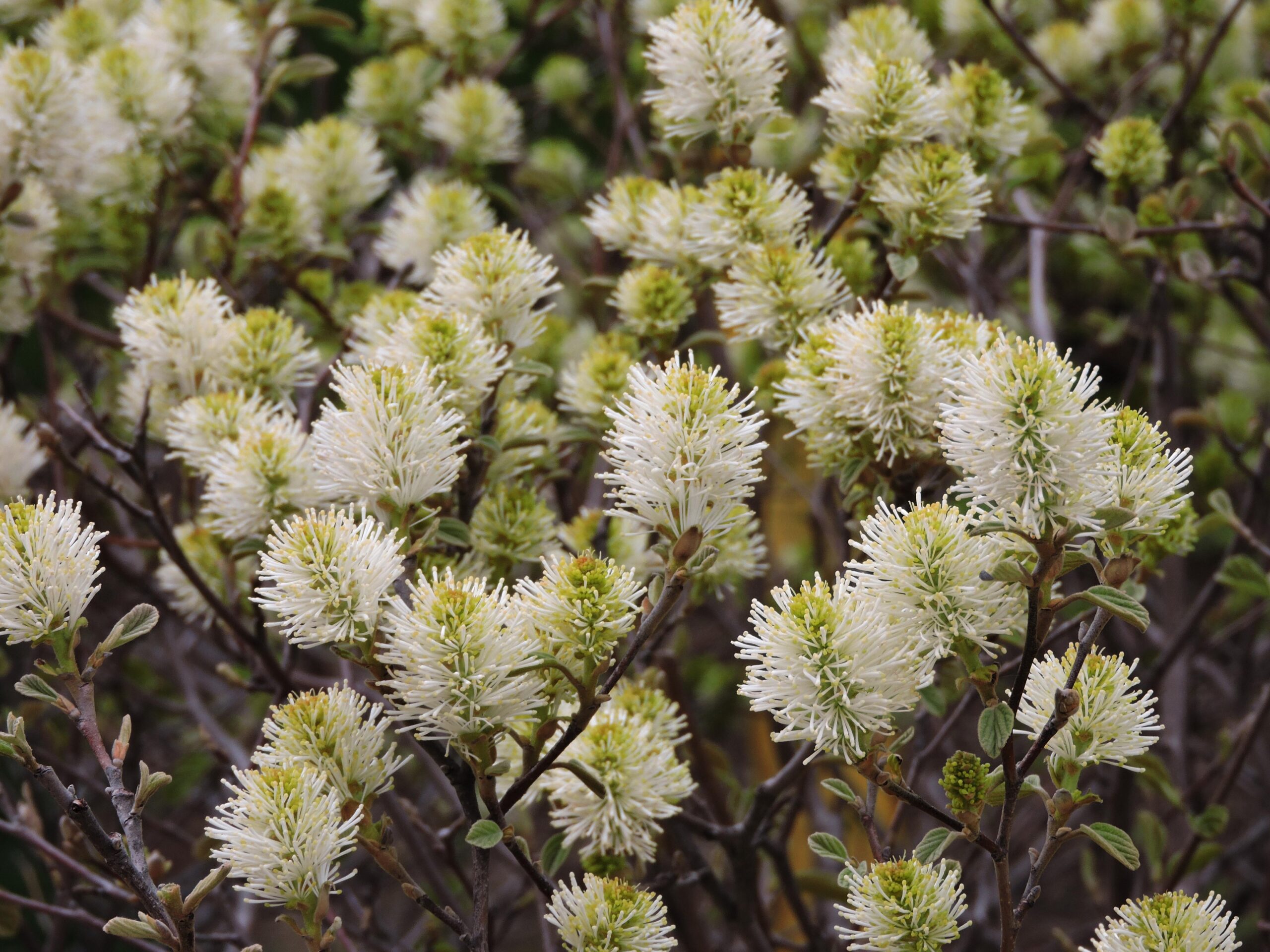 Fothergilla gardenii – Purdue Arboretum Explorer