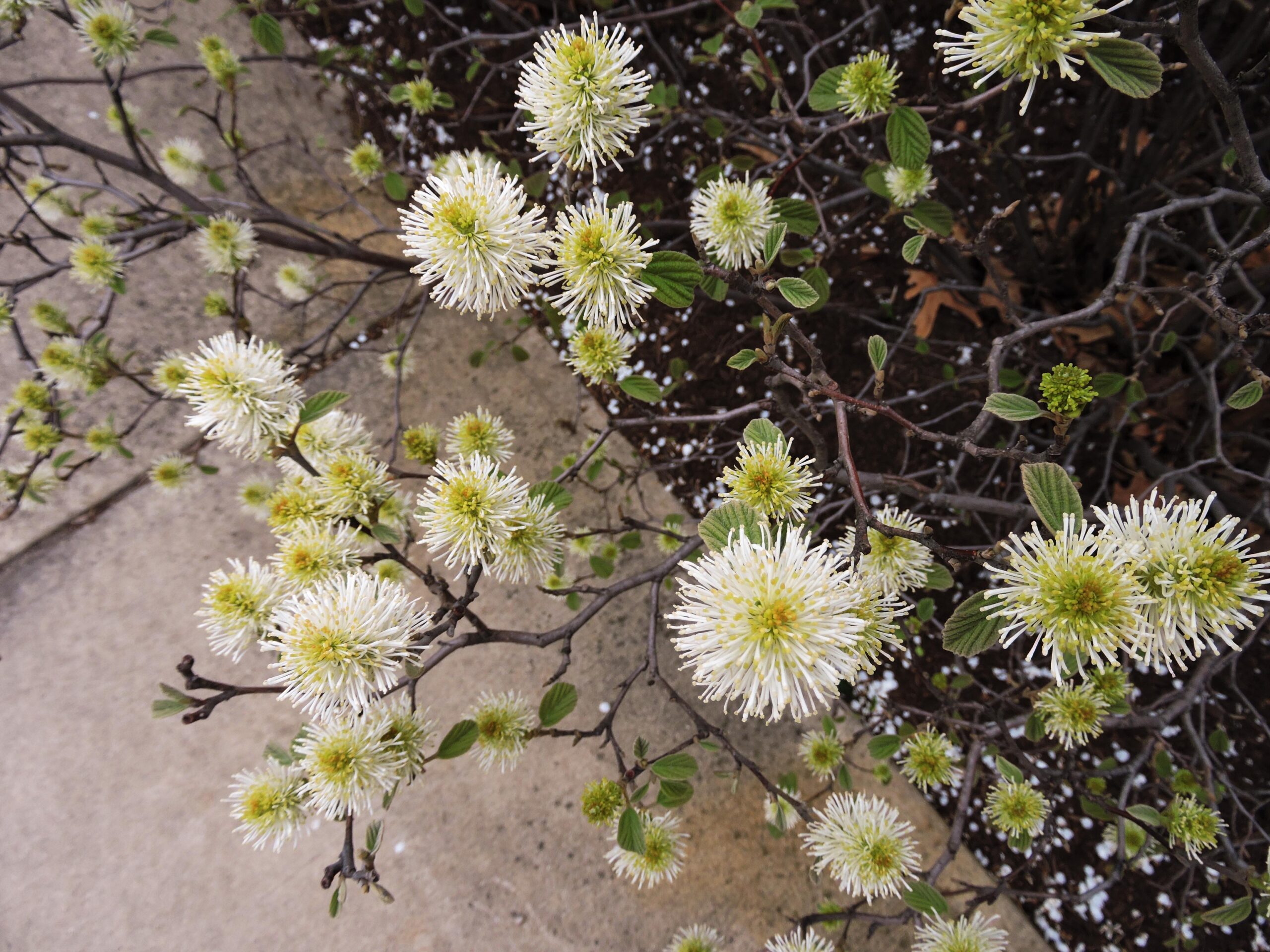 Fothergilla gardenii – Purdue Arboretum Explorer