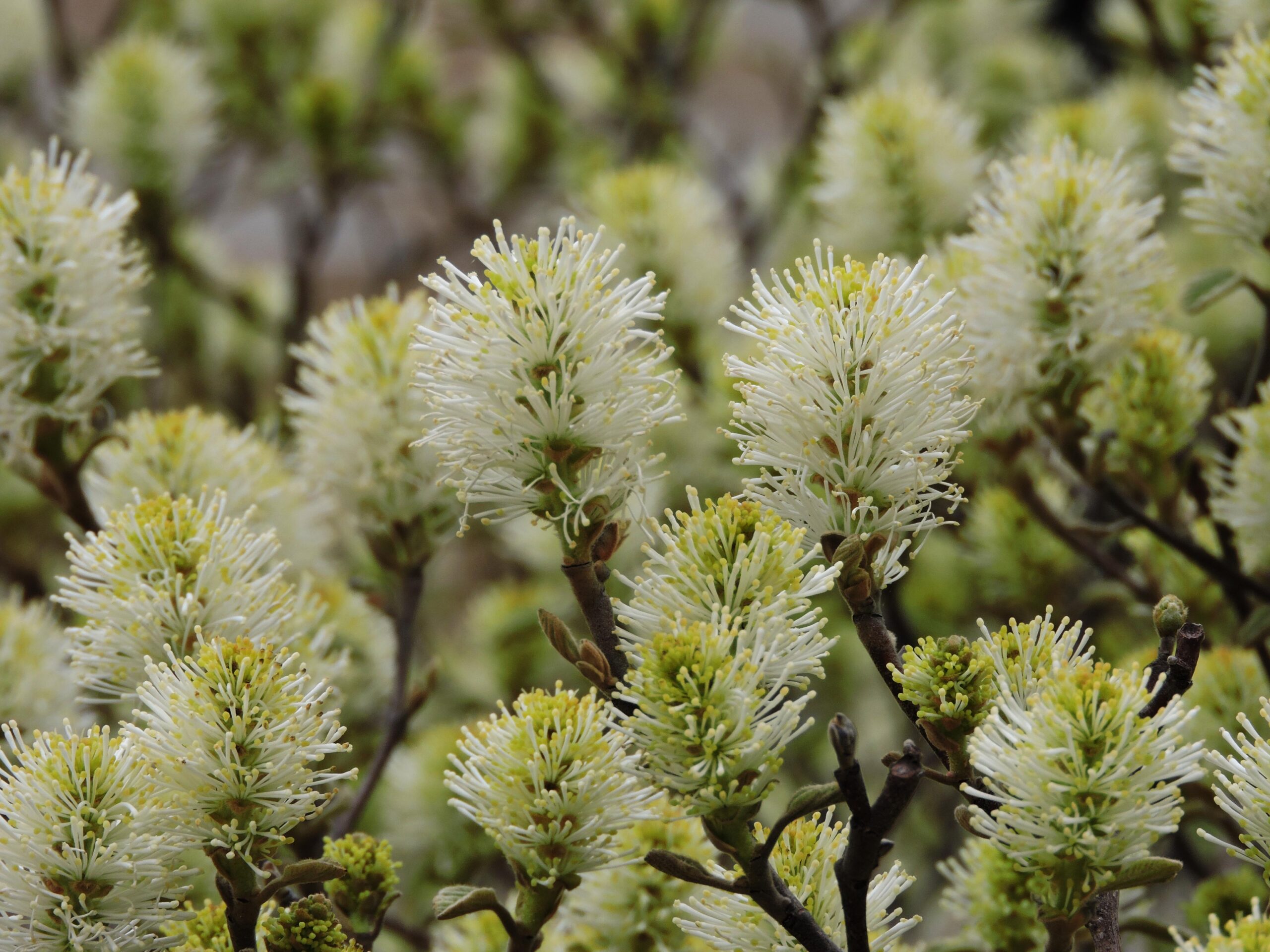 Fothergilla gardenii – Purdue Arboretum Explorer