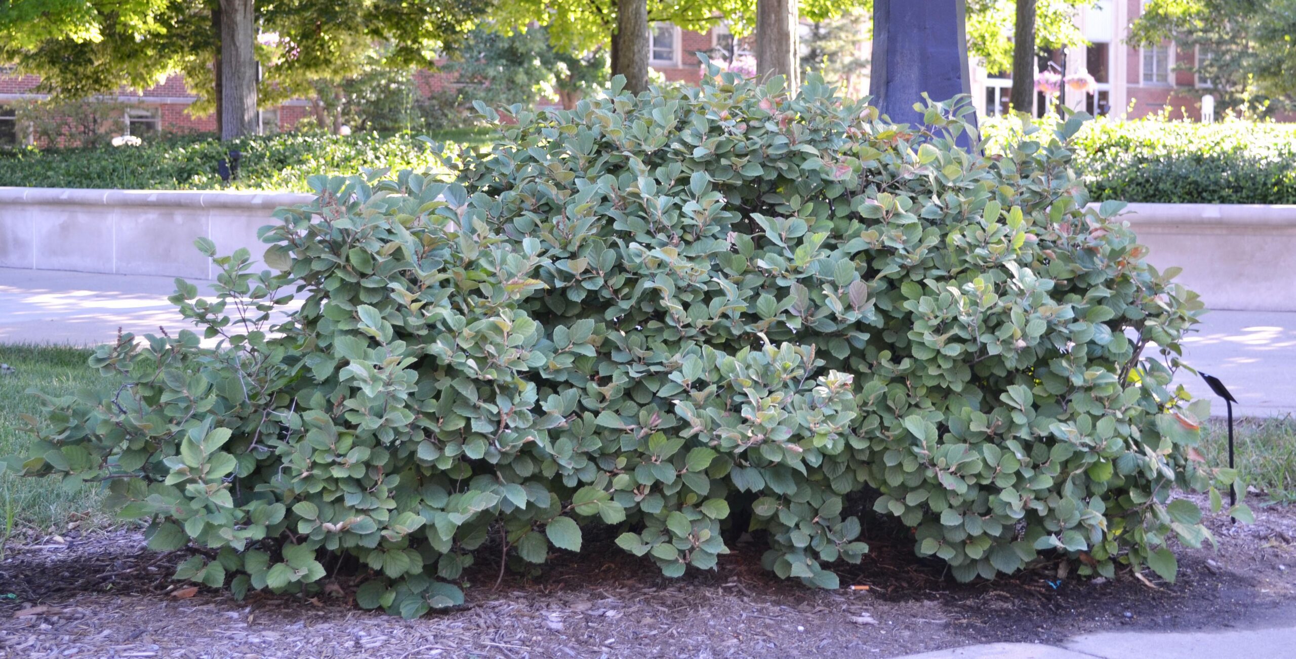 Fothergilla gardenii – Purdue Arboretum Explorer