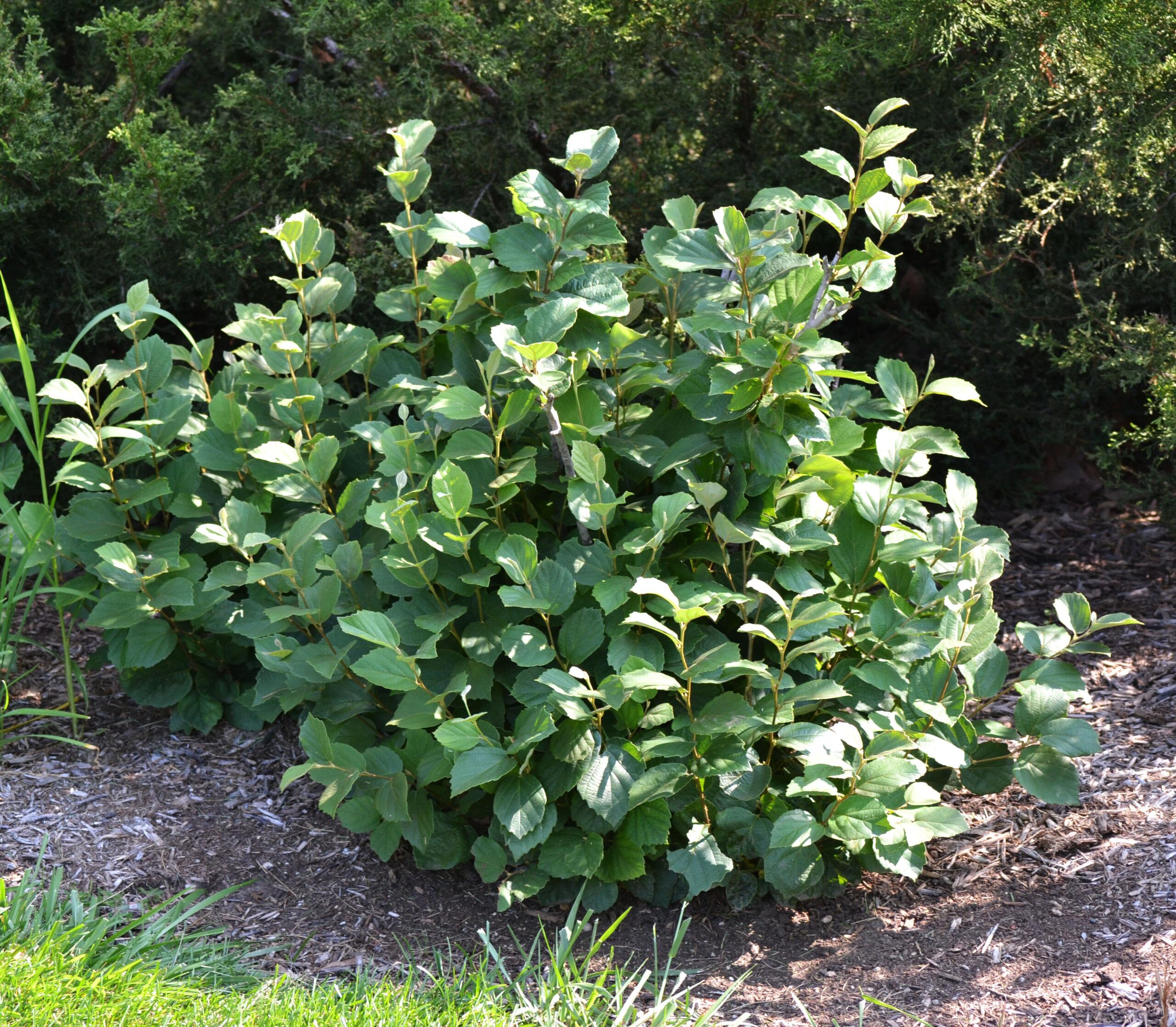 Fothergilla gardenii ‘Jane Platt’ – Purdue Arboretum Explorer