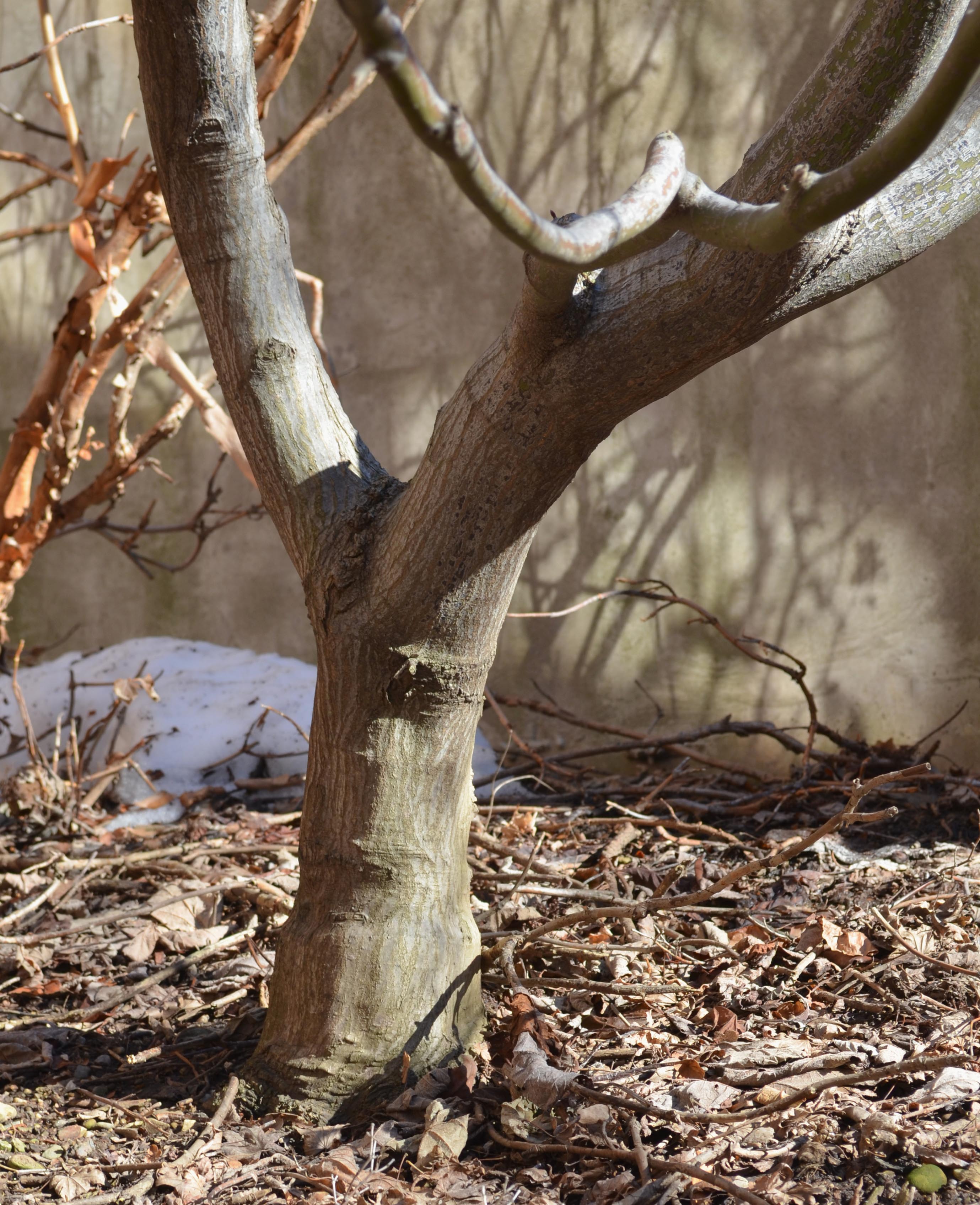 Acer palmatum var. atropurpureum ‘Bloodgood’ – Purdue Arboretum Explorer