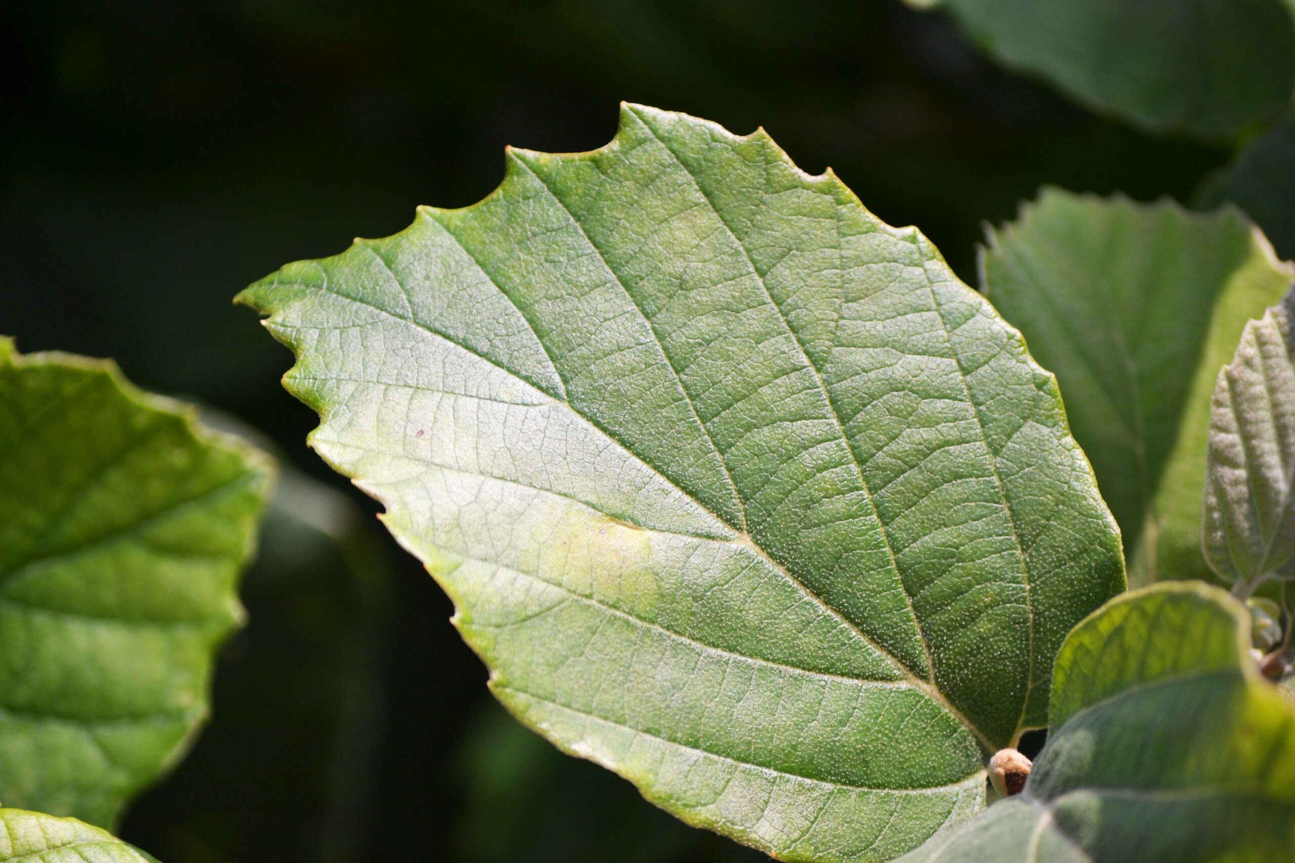 Fothergilla × ‘Mt. Airy’ – Purdue Arboretum Explorer
