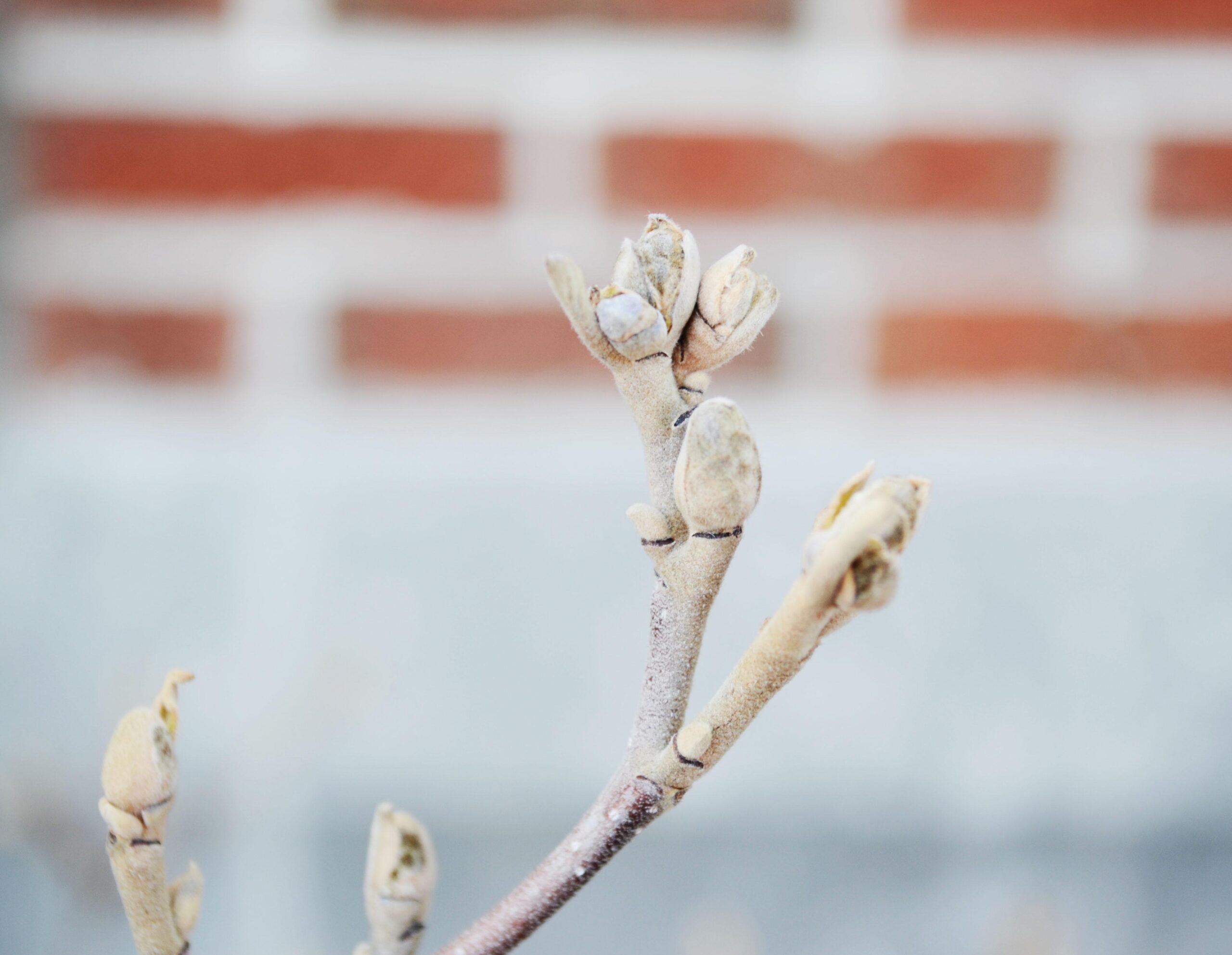 Fothergilla × ‘Mt. Airy’ – Purdue Arboretum Explorer