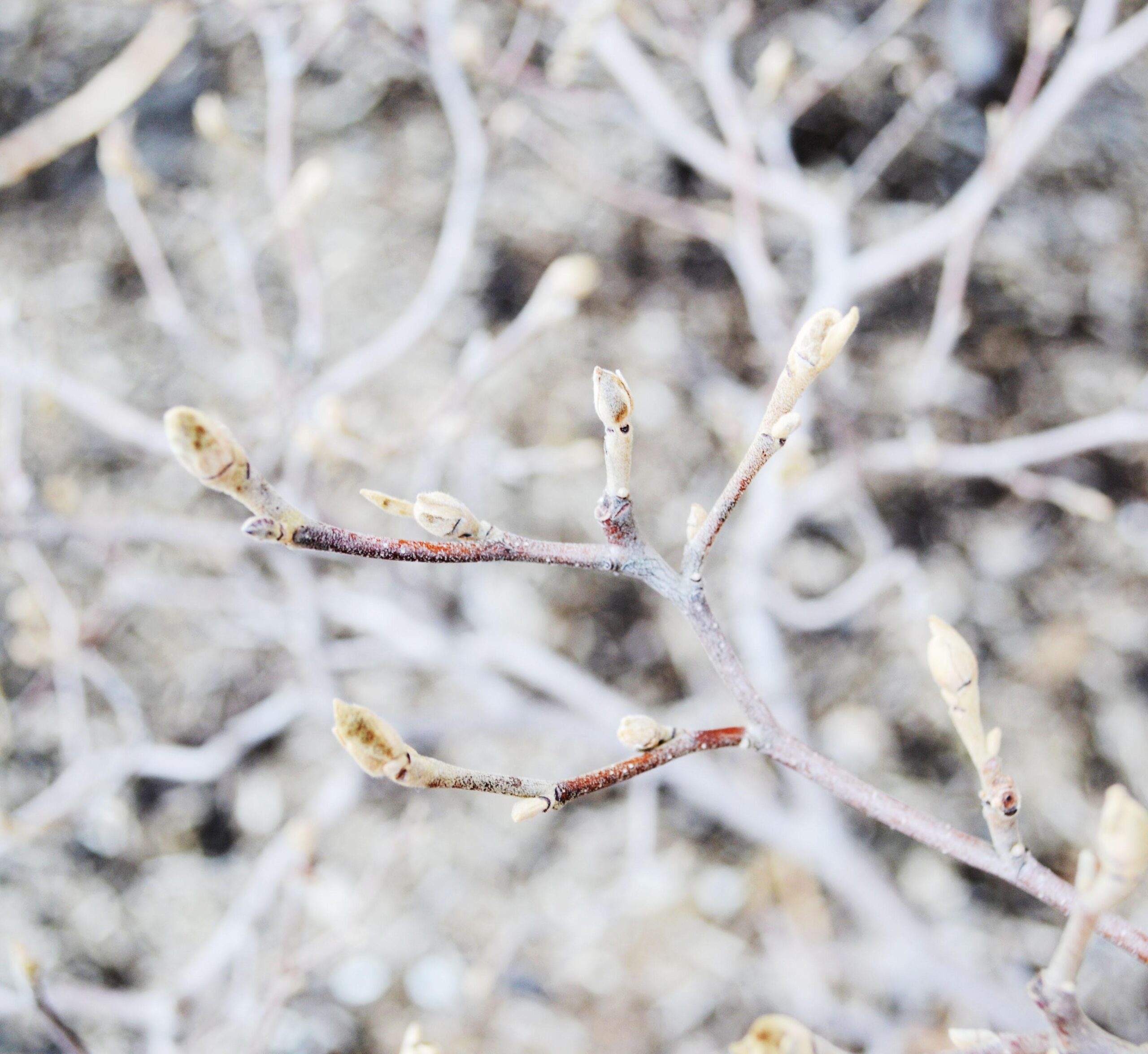 Fothergilla × ‘Mt. Airy’ – Purdue Arboretum Explorer