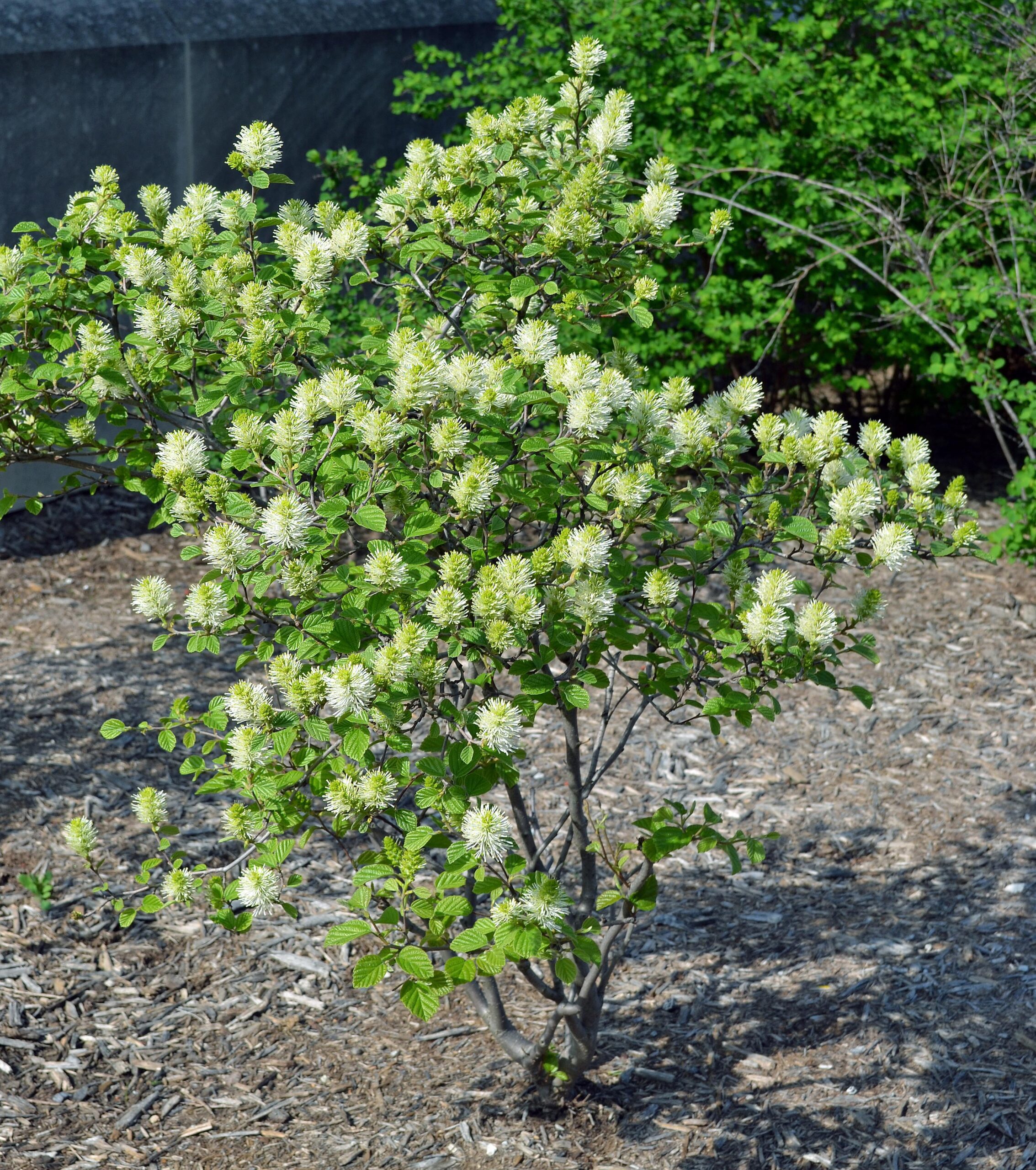 Fothergilla × ‘Mt. Airy’ – Purdue Arboretum Explorer