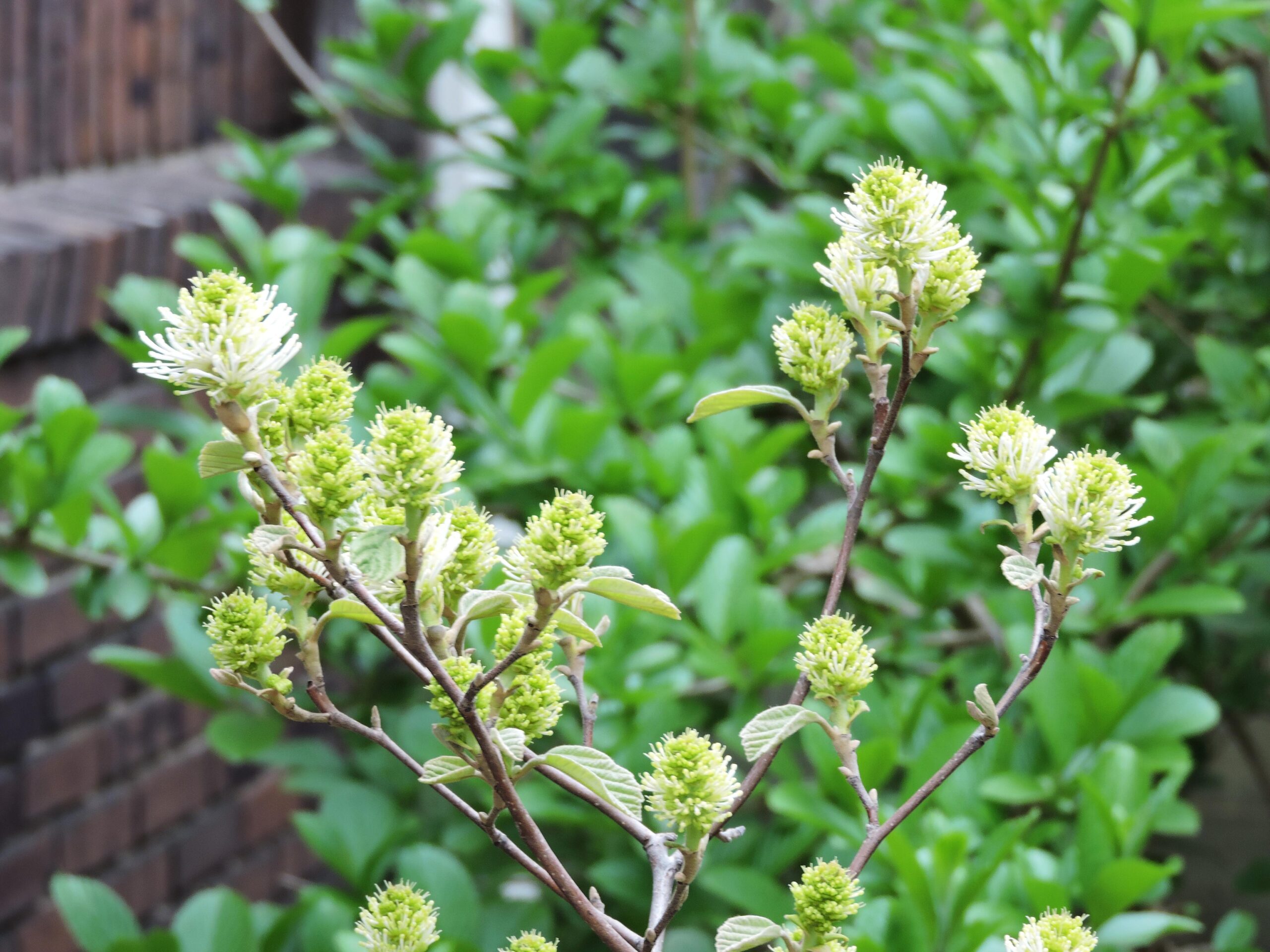Fothergilla major – Purdue Arboretum Explorer