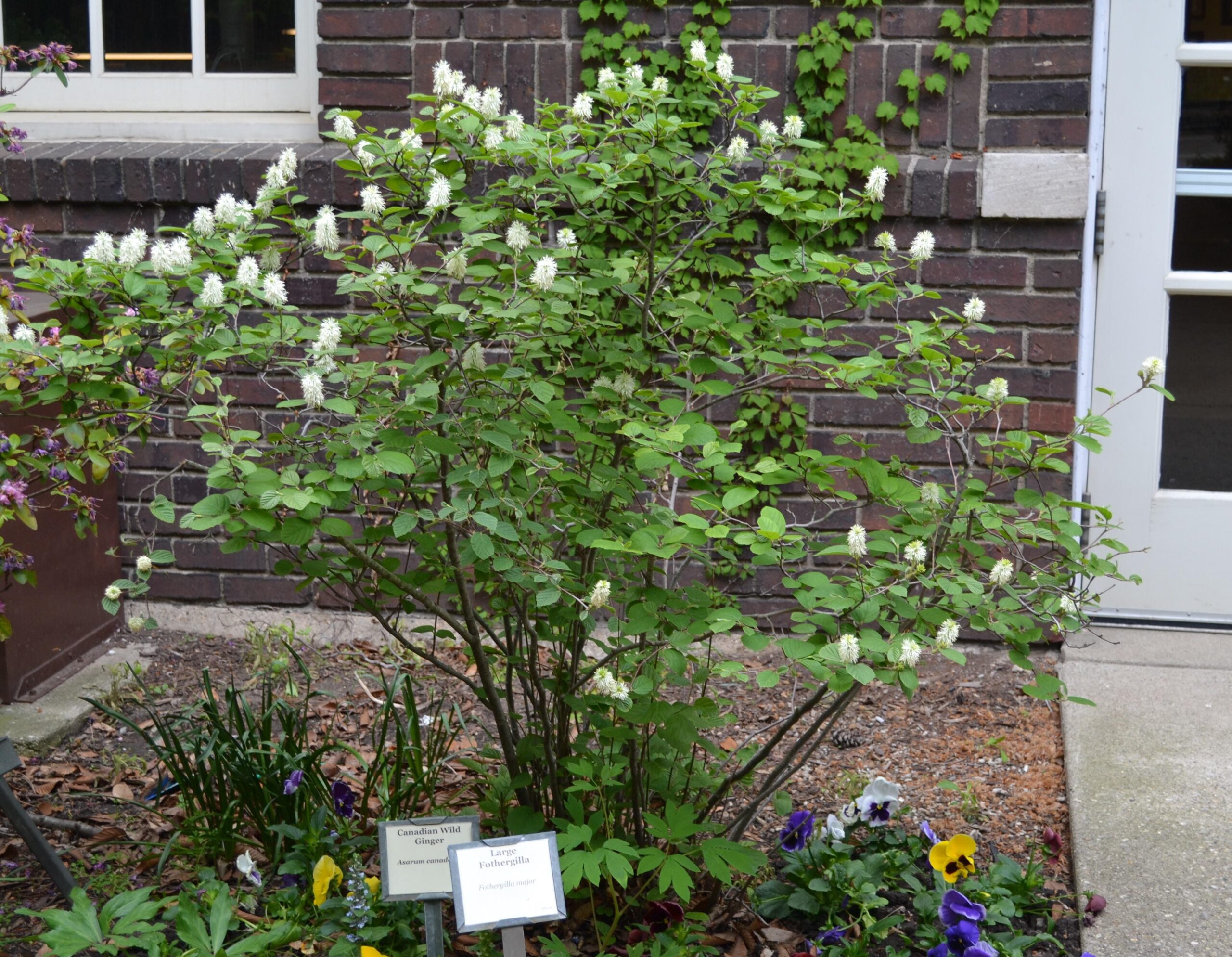 Fothergilla major – Purdue Arboretum Explorer