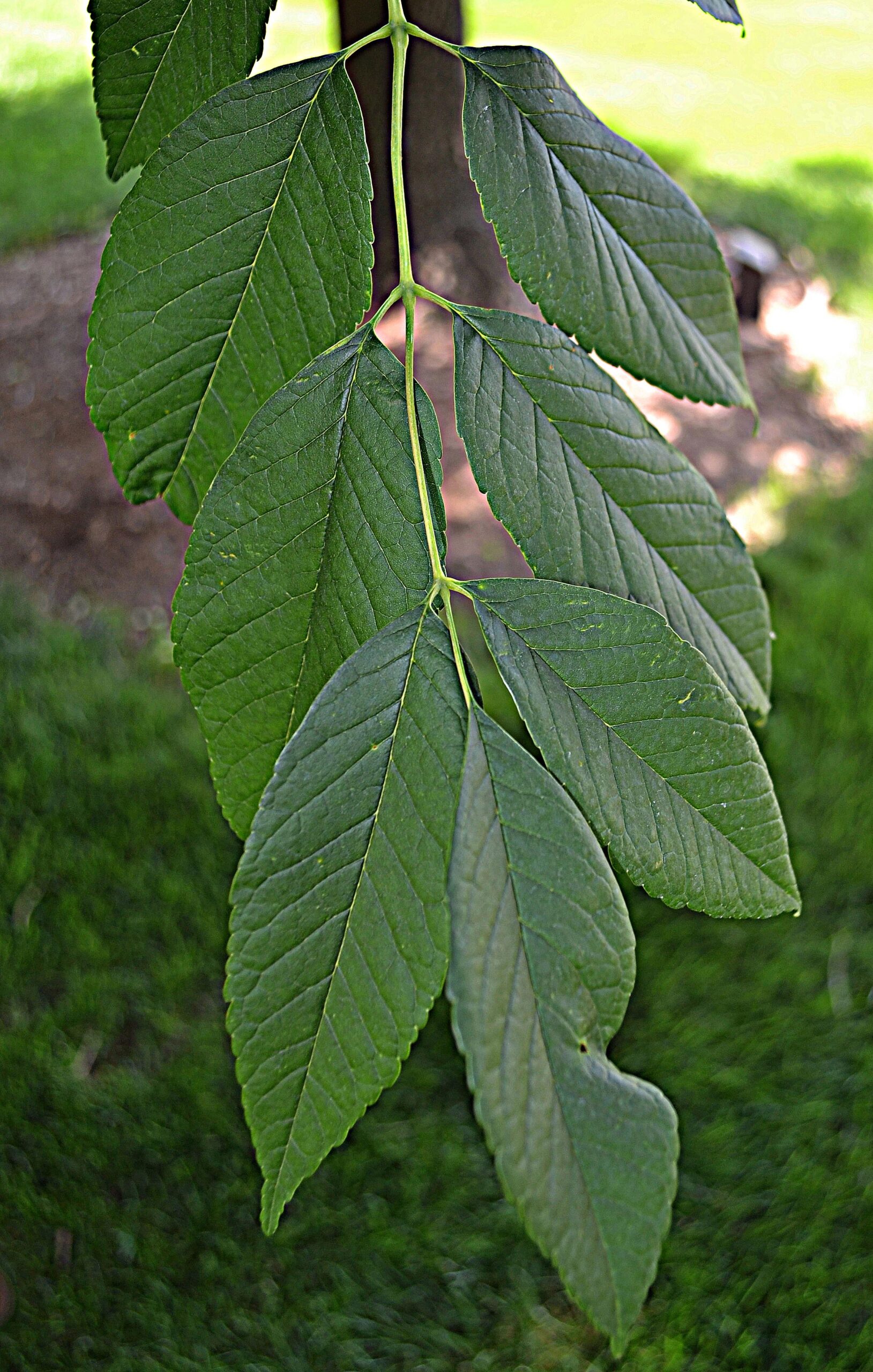 Fraxinus americana – Purdue Arboretum Explorer