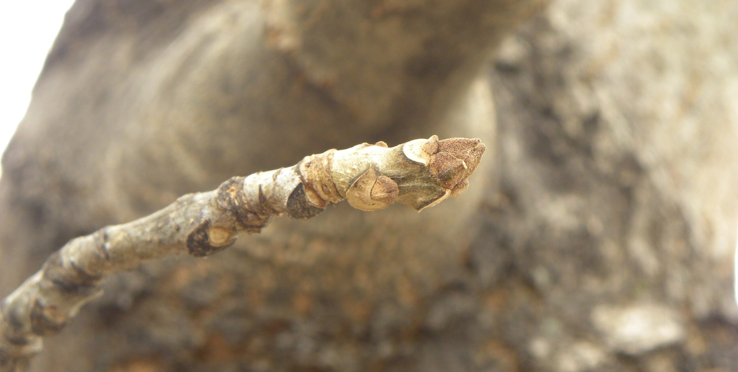 Fraxinus americana – Purdue Arboretum Explorer