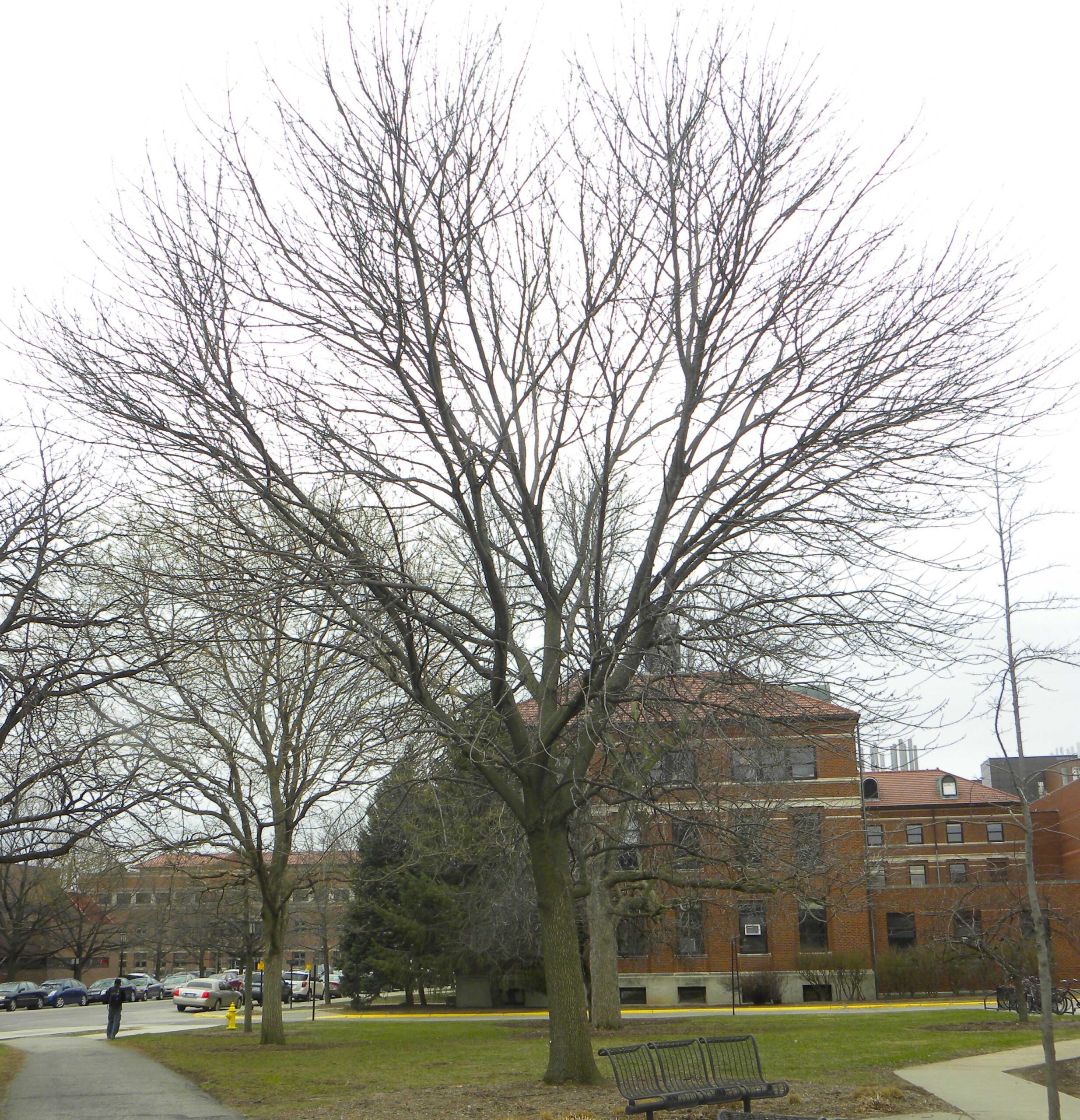 Fraxinus americana – Purdue Arboretum Explorer