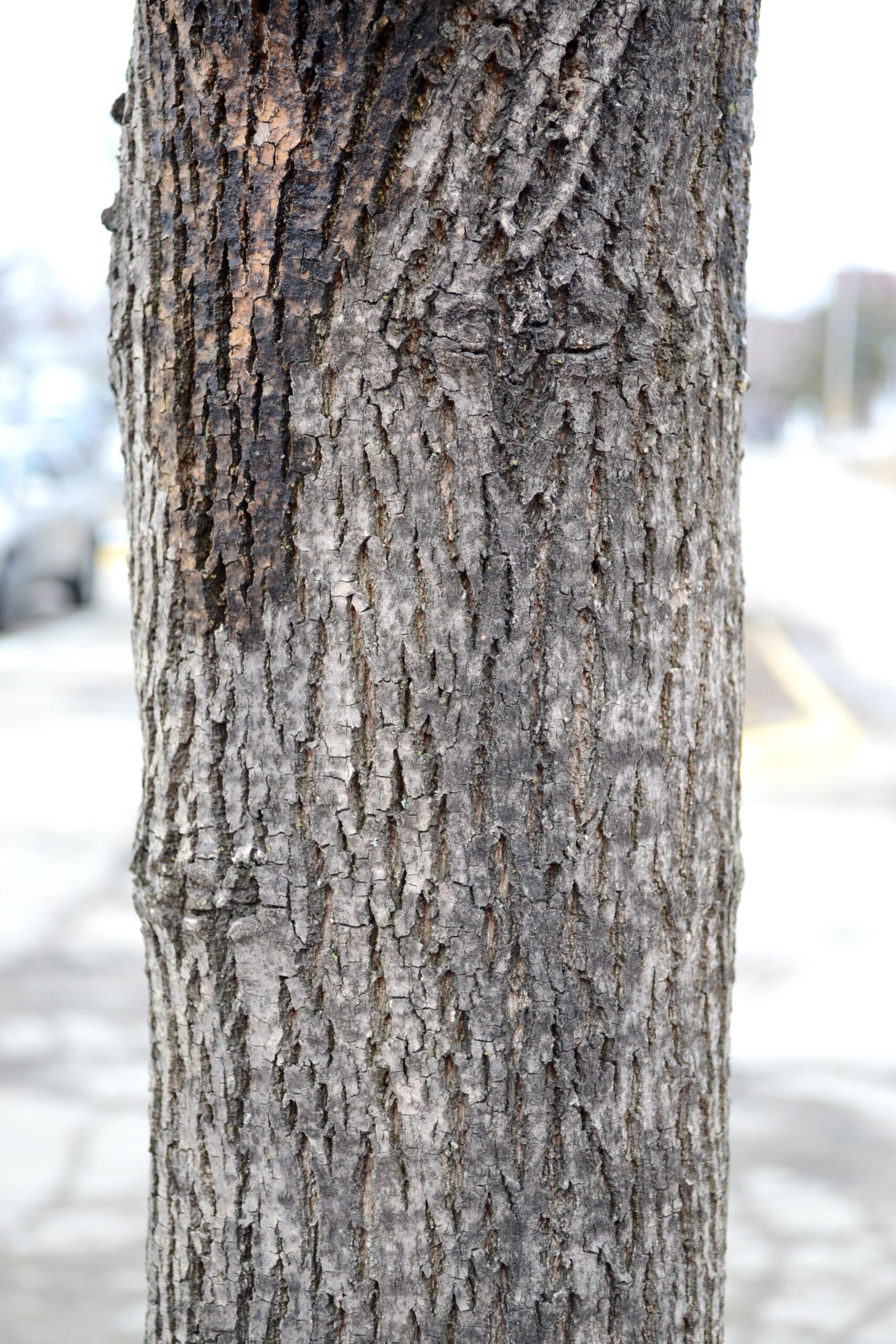 Fraxinus americana ‘Autumn Applause’ – Purdue Arboretum Explorer