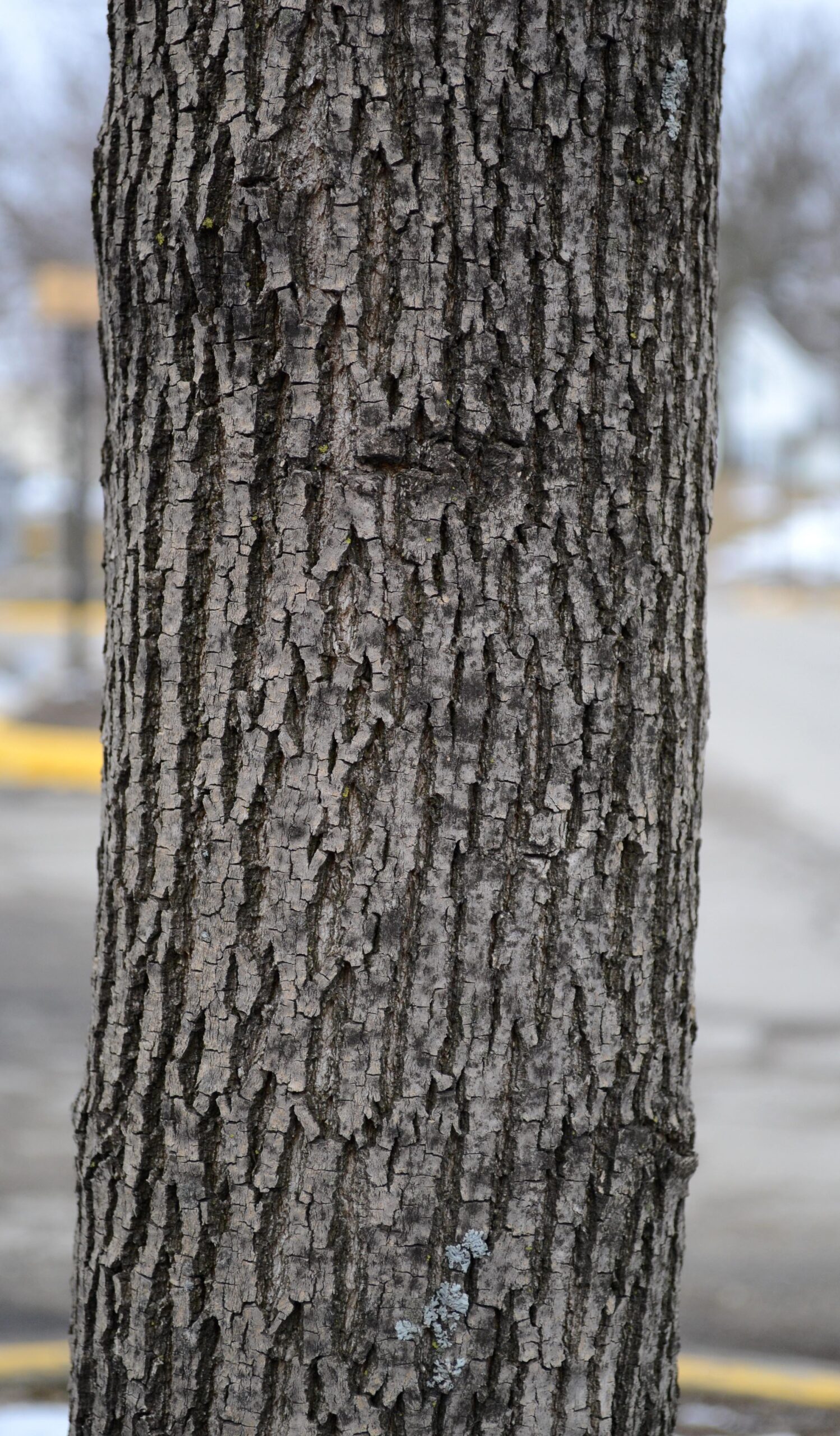 Fraxinus americana ‘Autumn Applause’ – Purdue Arboretum Explorer