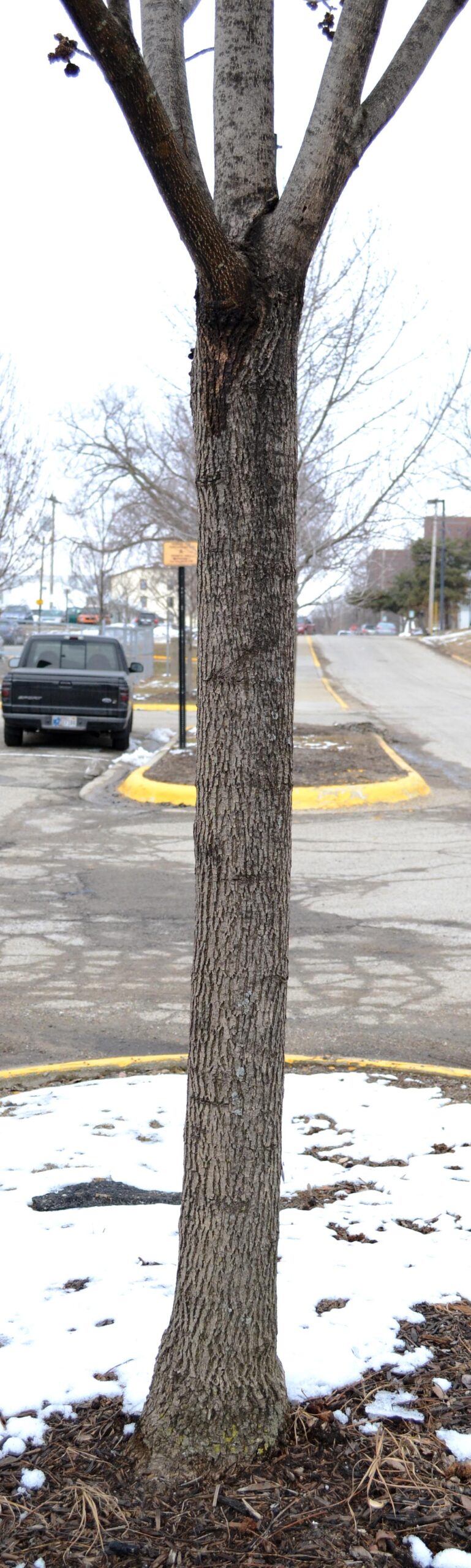 Fraxinus americana ‘Autumn Applause’ – Purdue Arboretum Explorer