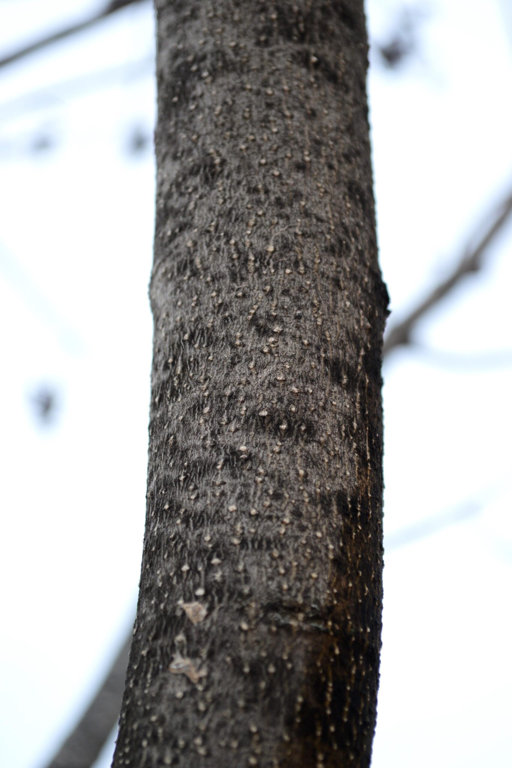 Fraxinus americana ‘Autumn Applause’ – Purdue Arboretum Explorer