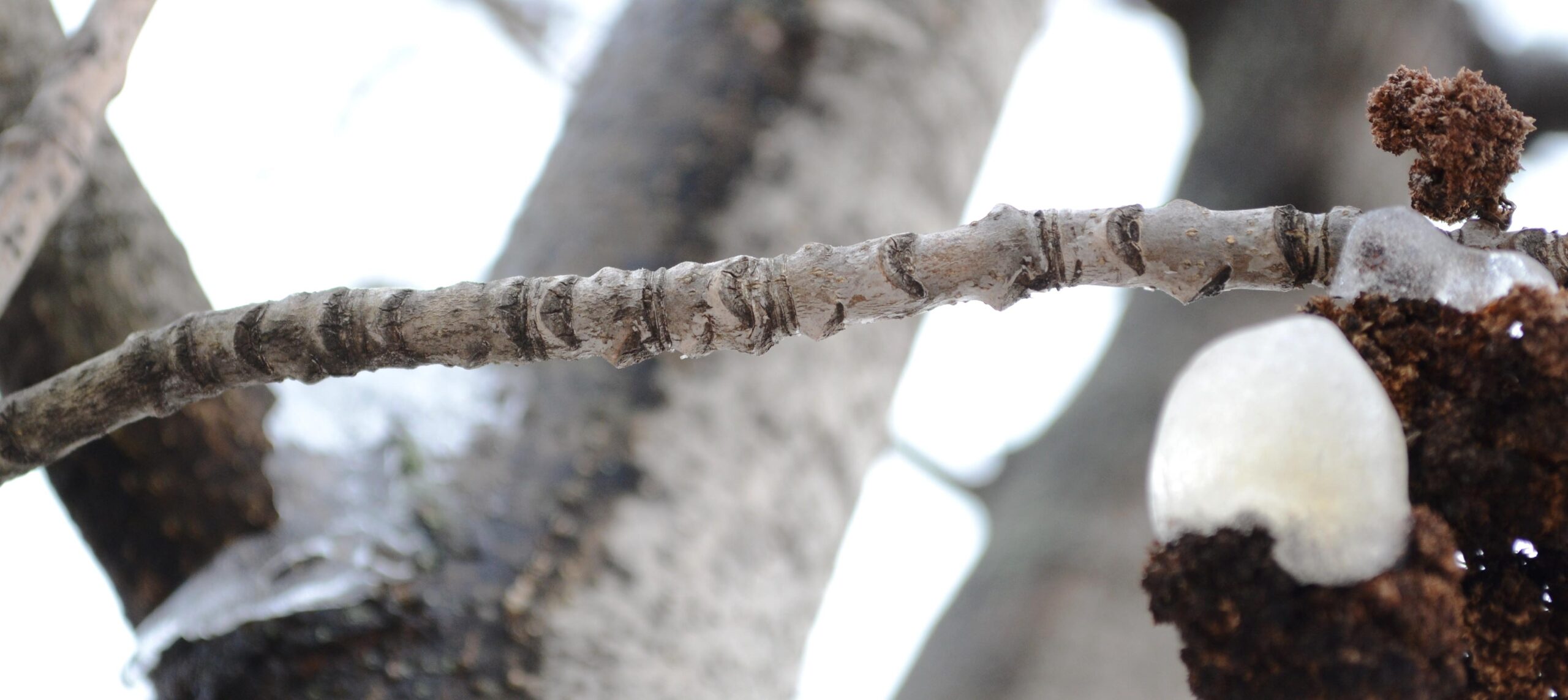 Fraxinus americana ‘Autumn Applause’ – Purdue Arboretum Explorer