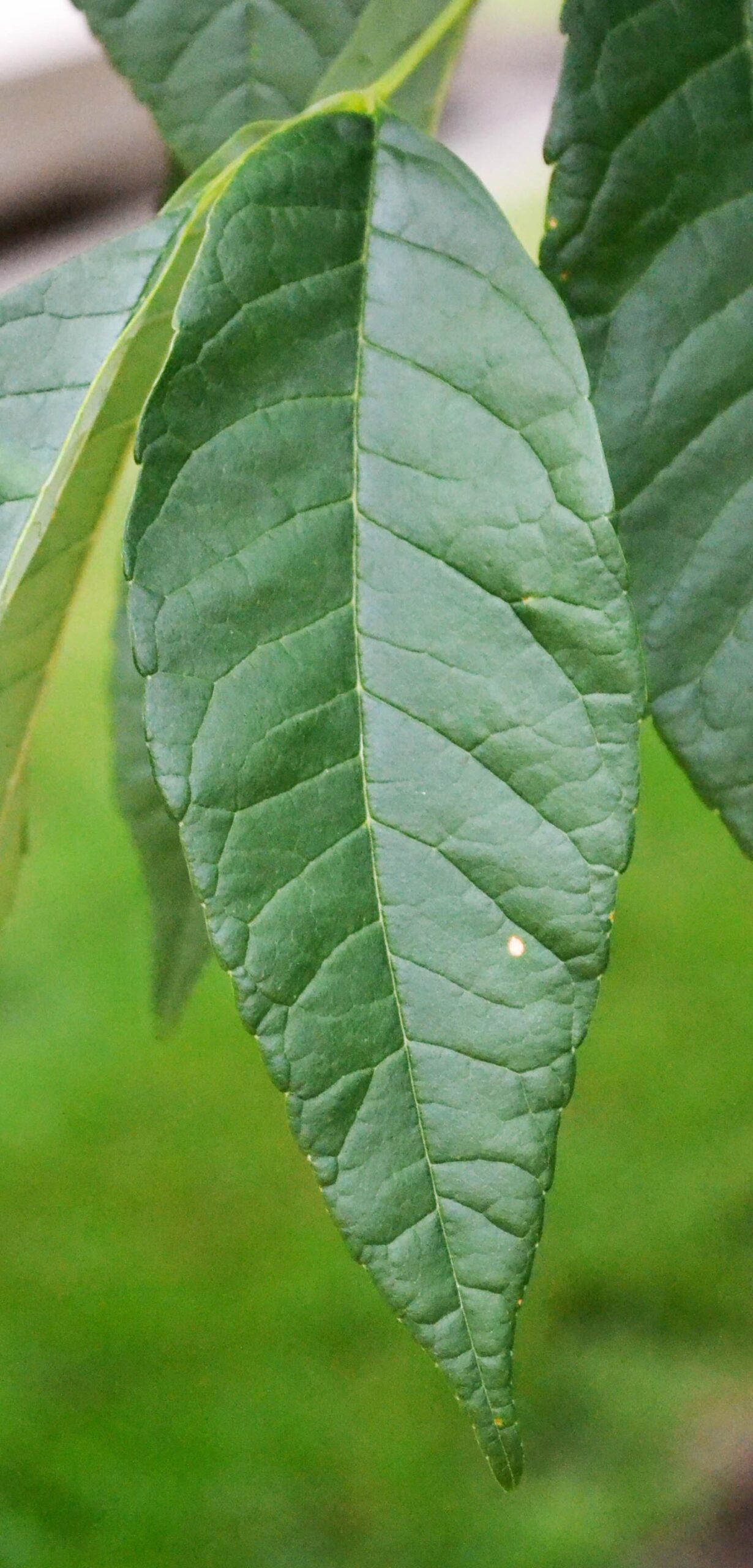 Fraxinus americana ‘Junginger’ [sold as Autumn Purple®] – Purdue ...
