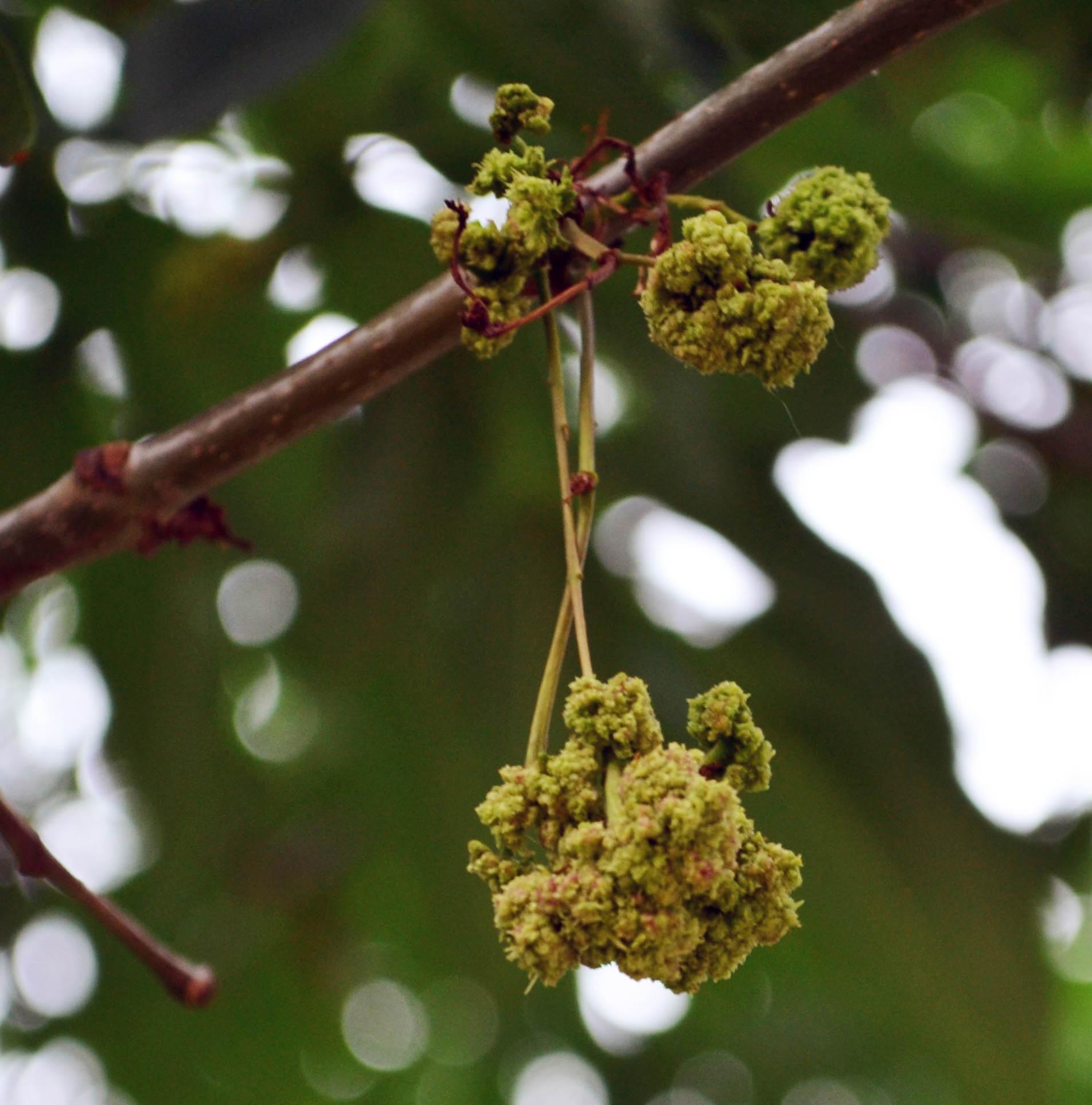 Fraxinus americana ‘Junginger’ [sold as Autumn Purple®] – Purdue ...