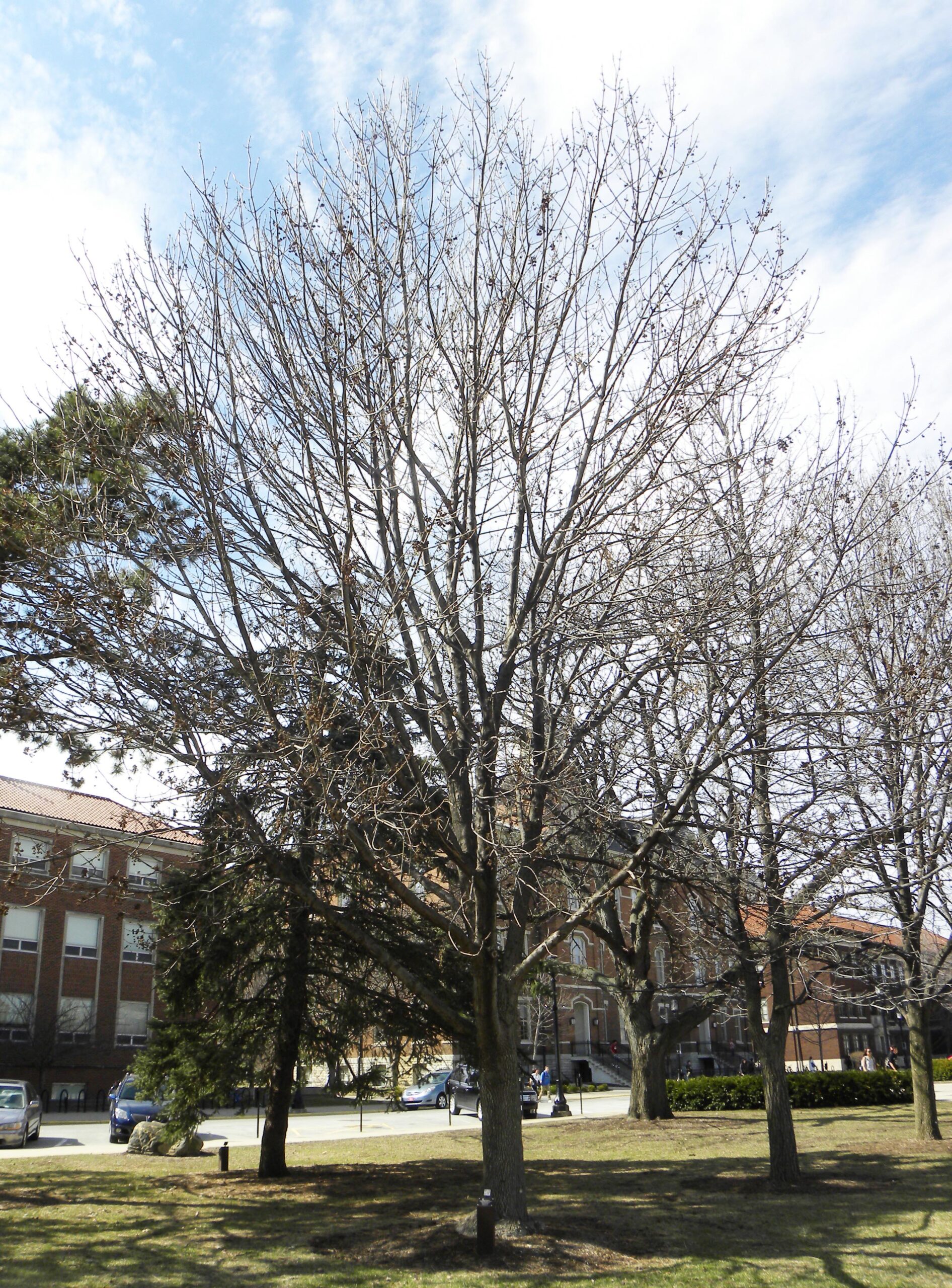 Fraxinus americana ‘Junginger’ [sold as Autumn Purple®] – Purdue ...