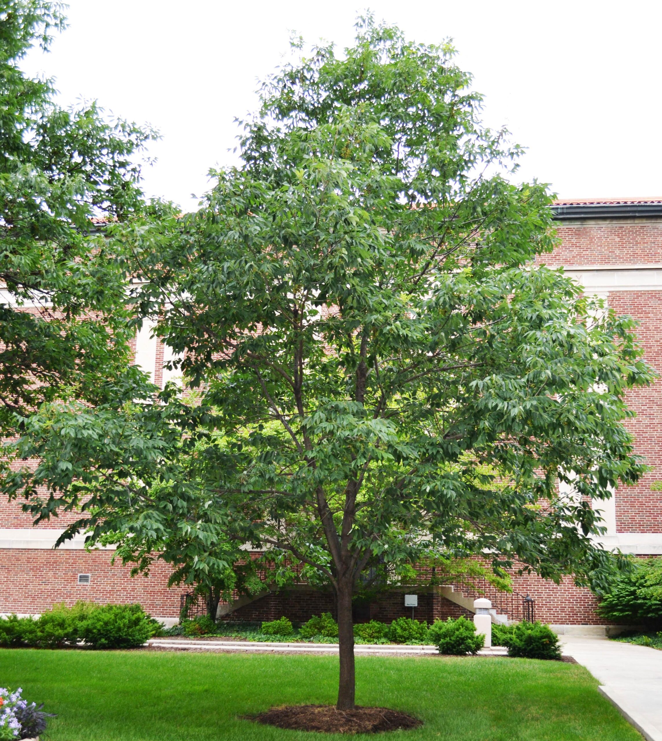 Fraxinus americana ‘Junginger’ [sold as Autumn Purple®] – Purdue ...