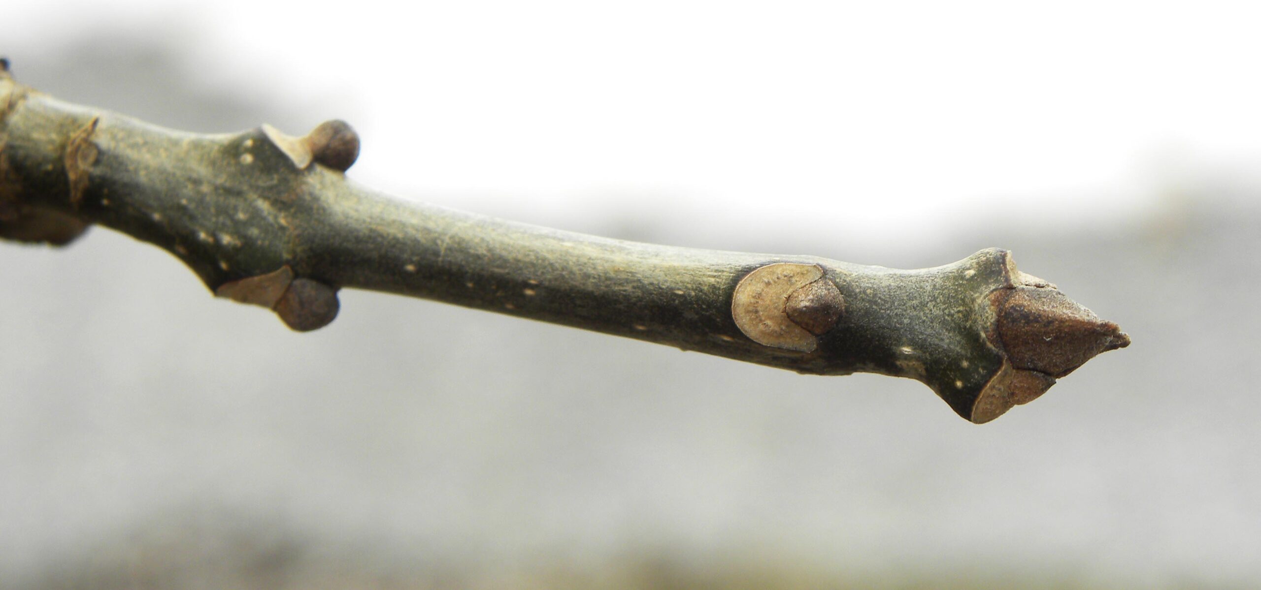 Fraxinus americana ‘Empire’ – Purdue Arboretum Explorer