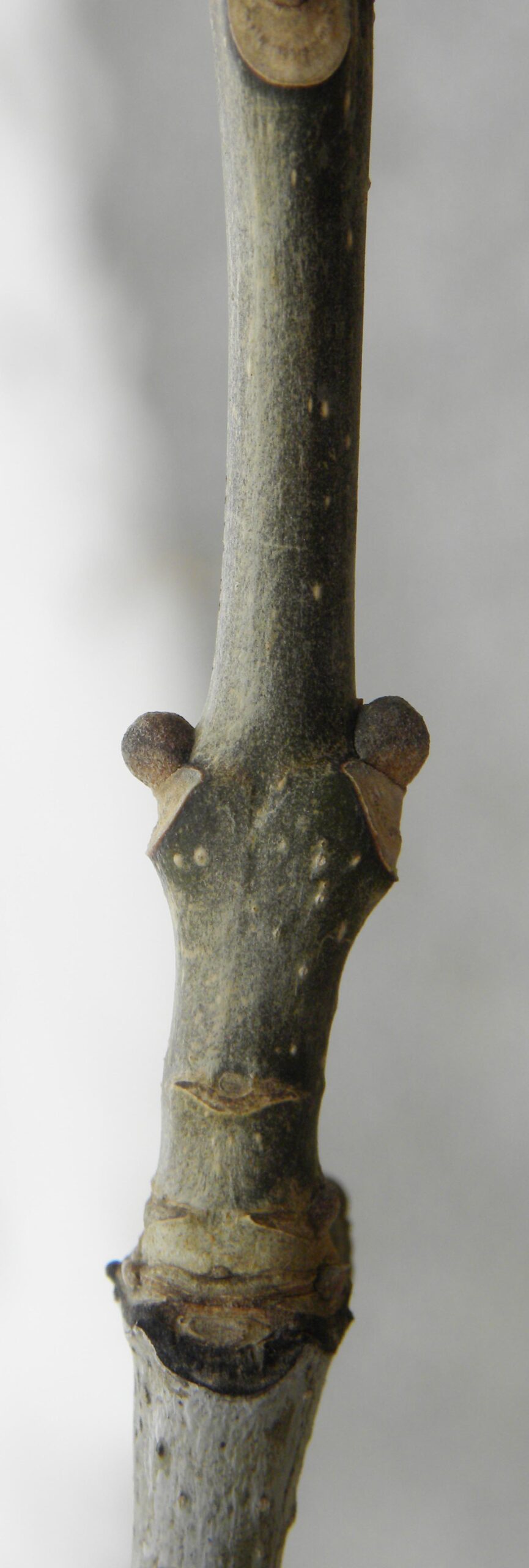 Fraxinus americana ‘Empire’ – Purdue Arboretum Explorer